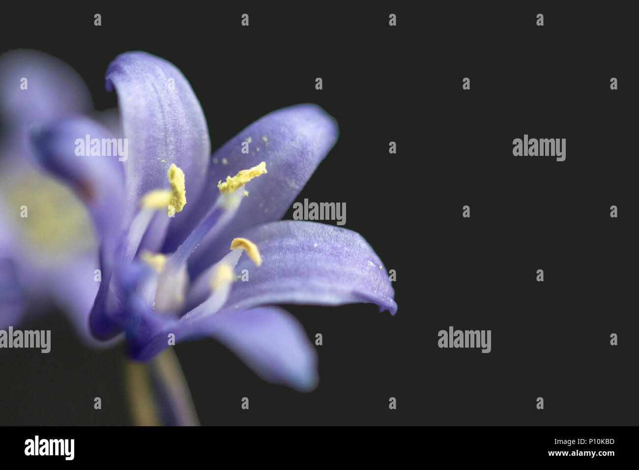 Bluebell flower photographed up close Stock Photo - Alamy