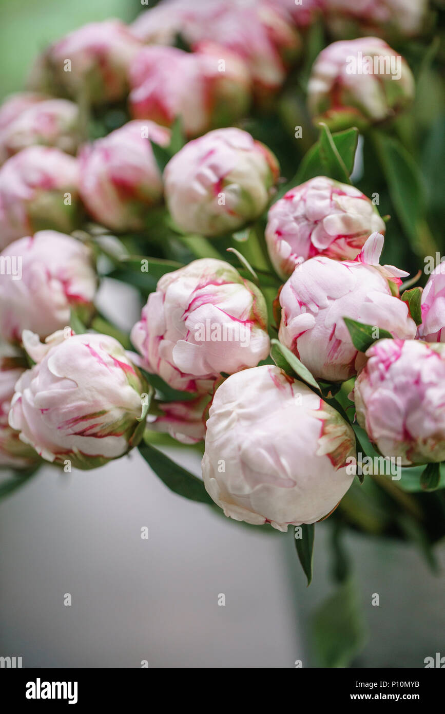 balls bud. Lovely flowers in glass vase. Beautiful bouquet of pink ...