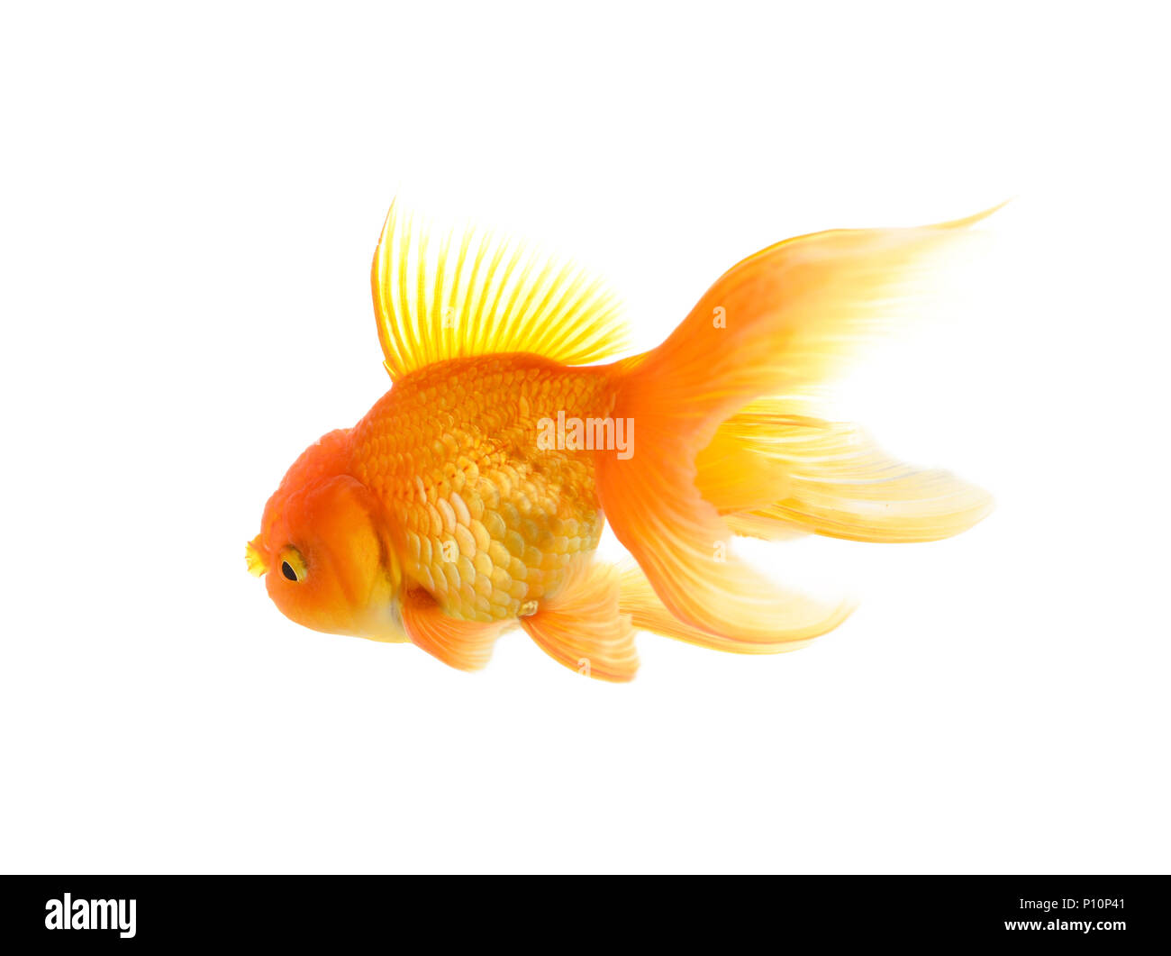 Goldfish on White Background Stock Photo - Alamy