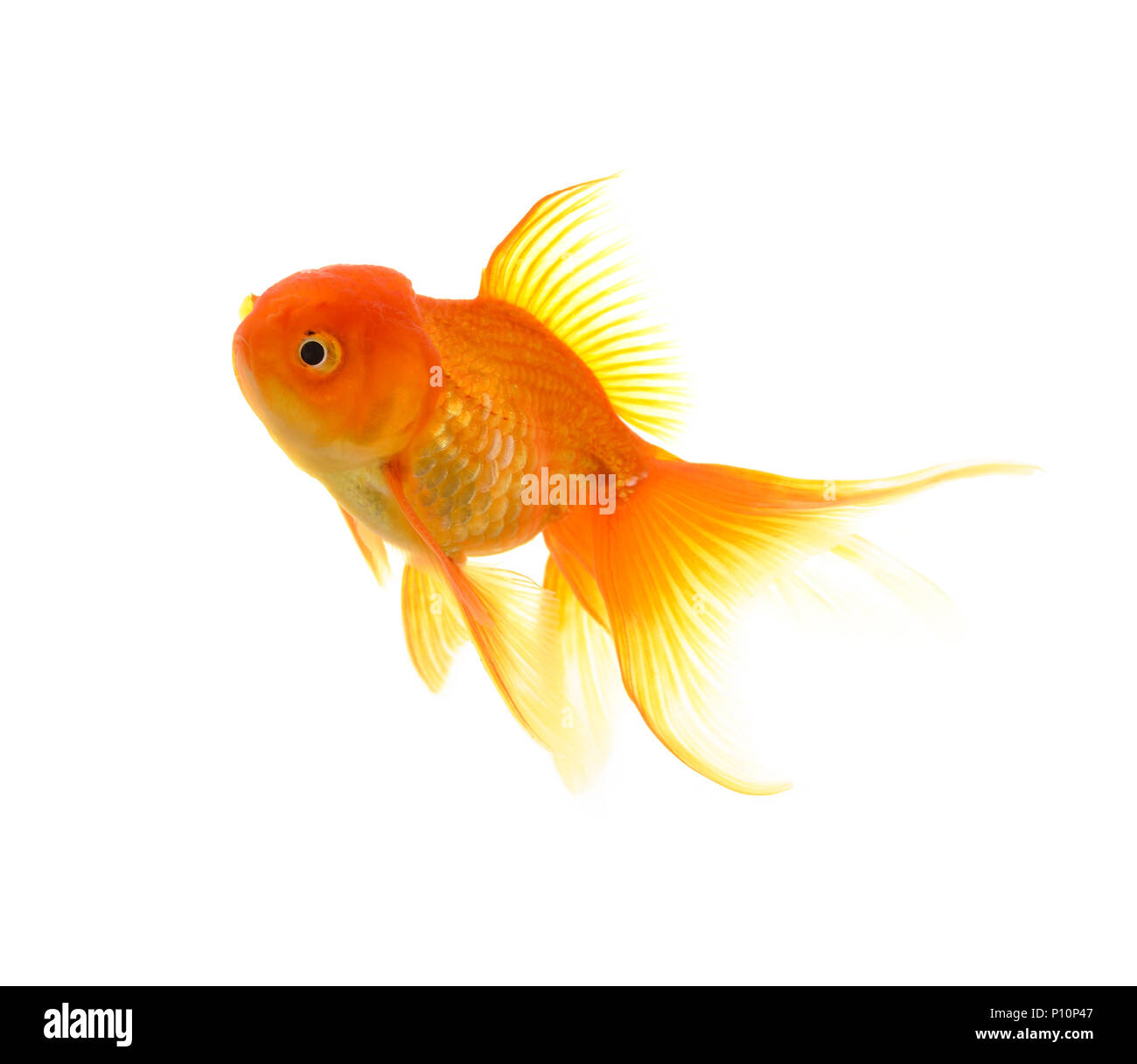 Goldfish on White Background Stock Photo - Alamy