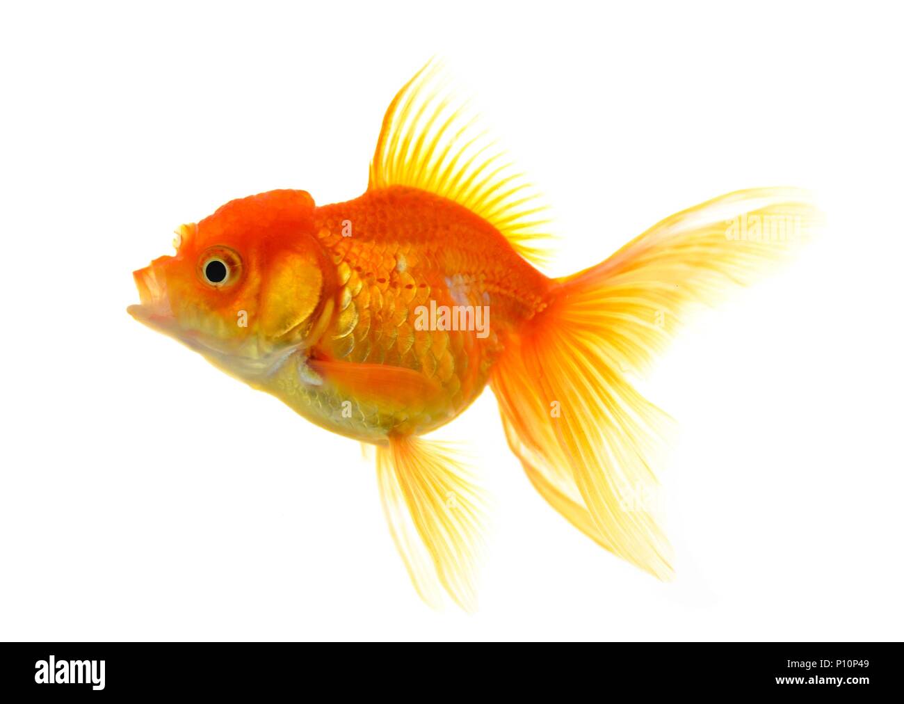 Goldfish on White Background Stock Photo - Alamy