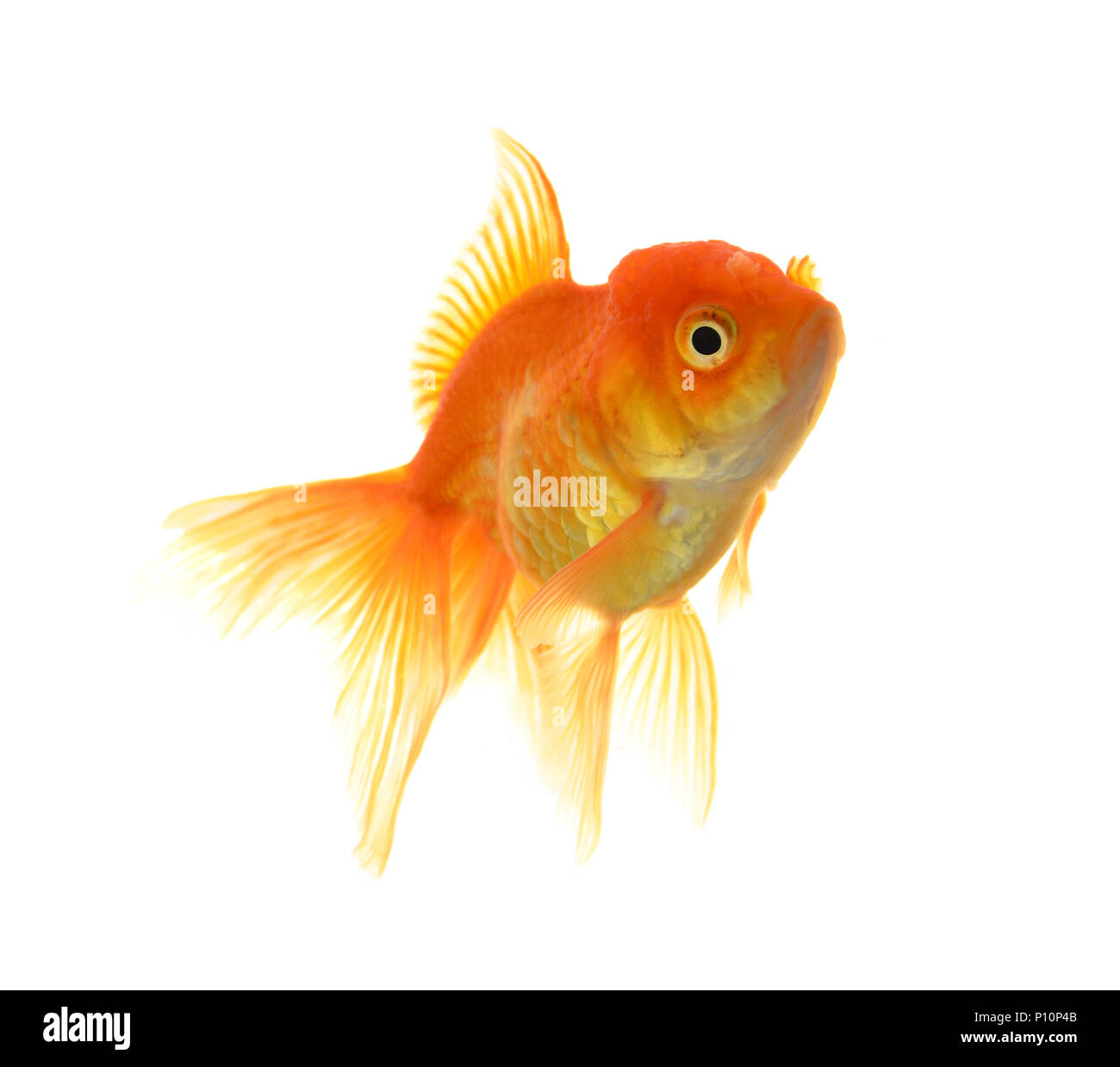Goldfish on White Background Stock Photo - Alamy