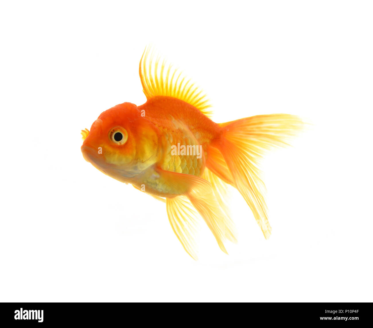 Goldfish on White Background Stock Photo - Alamy