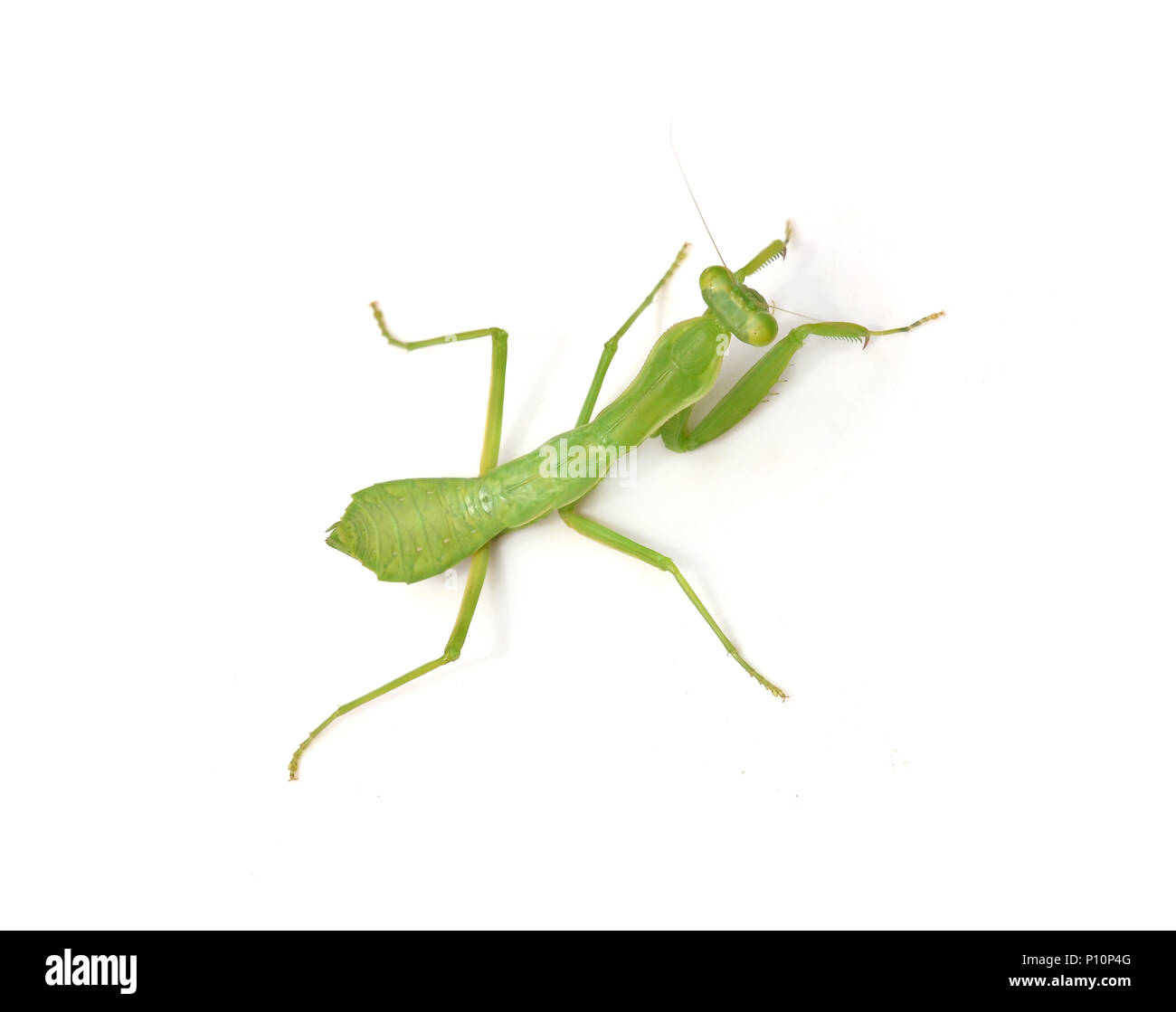 Female Praying Mantis, in front of white background Stock Photo - Alamy