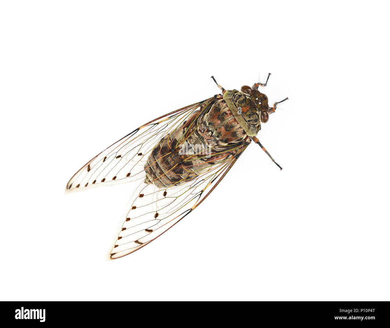 Cricket shell Cut Out Stock Images & Pictures - Alamy