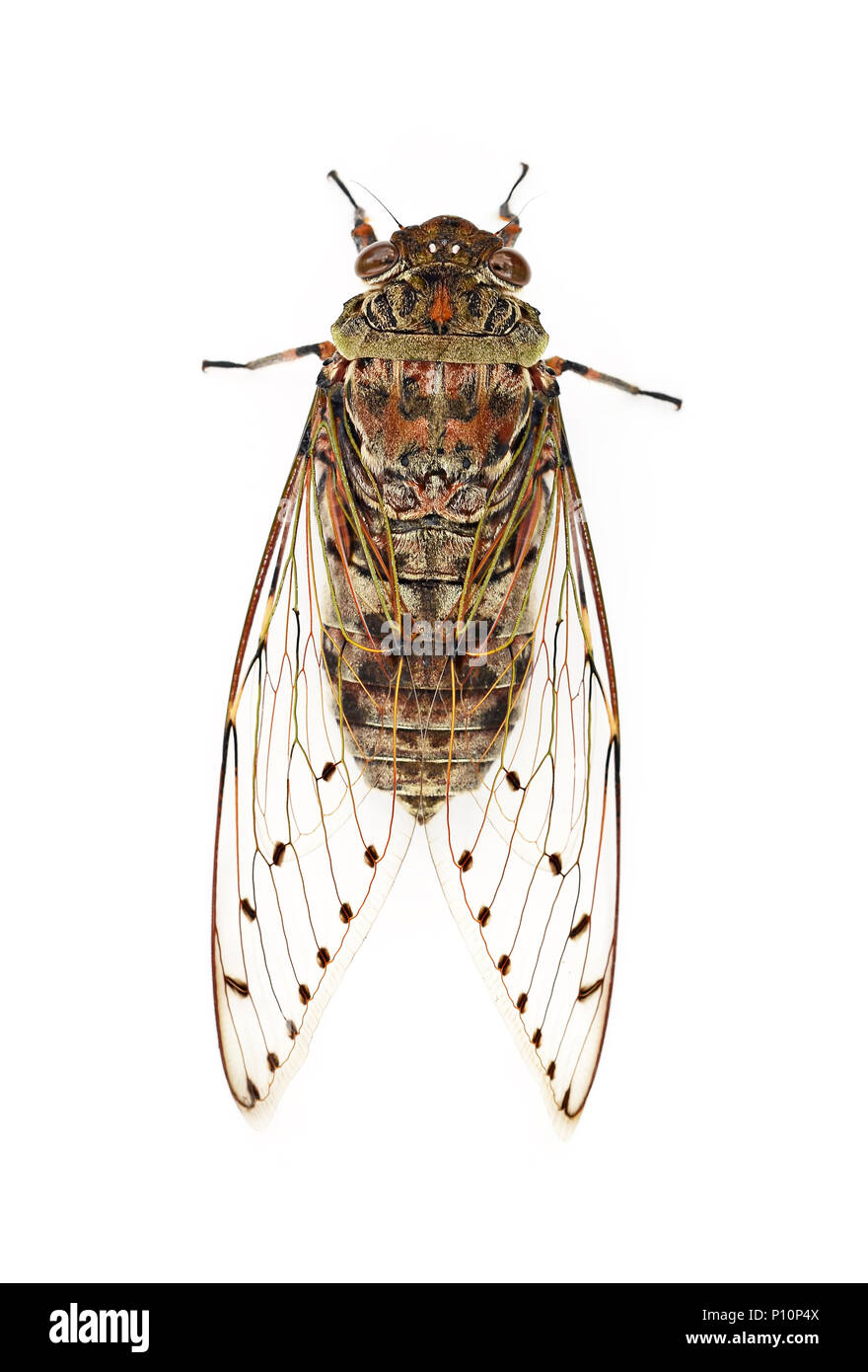 Cicada bug close up Cut Out Stock Images & Pictures - Alamy