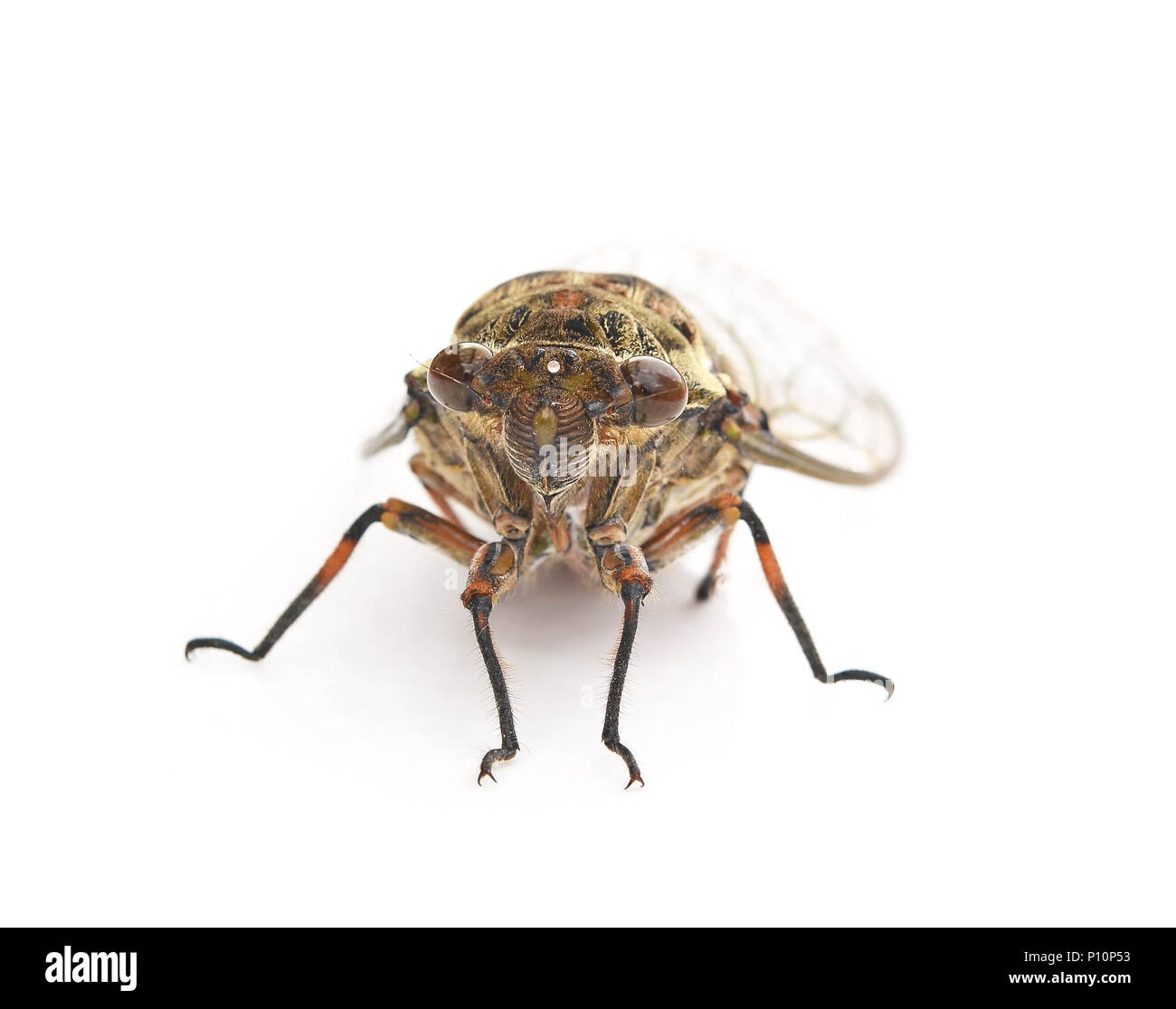 Cricket shell Cut Out Stock Images & Pictures - Alamy
