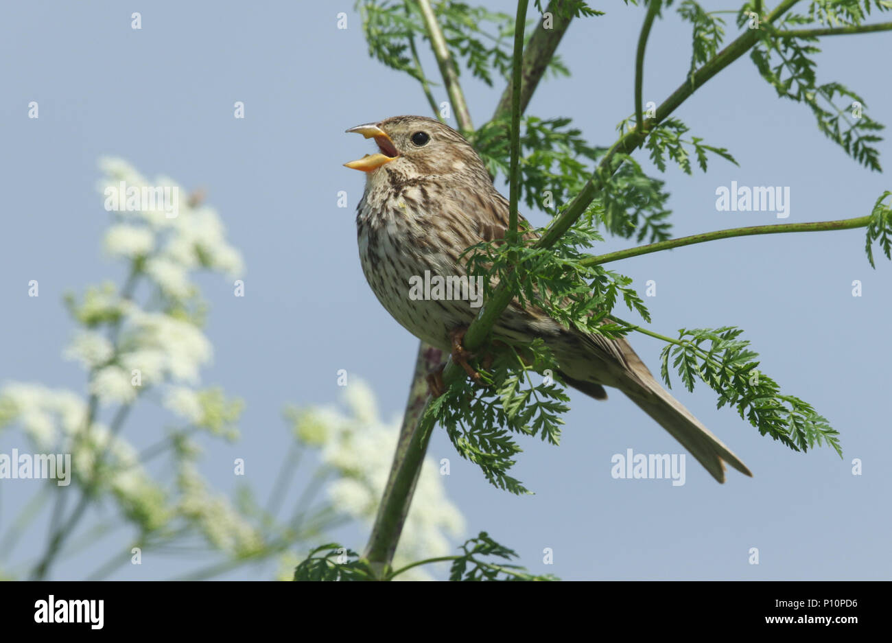 A singing Corn Bunting (Emberiza calandra) perching on a Hemlock plant ...