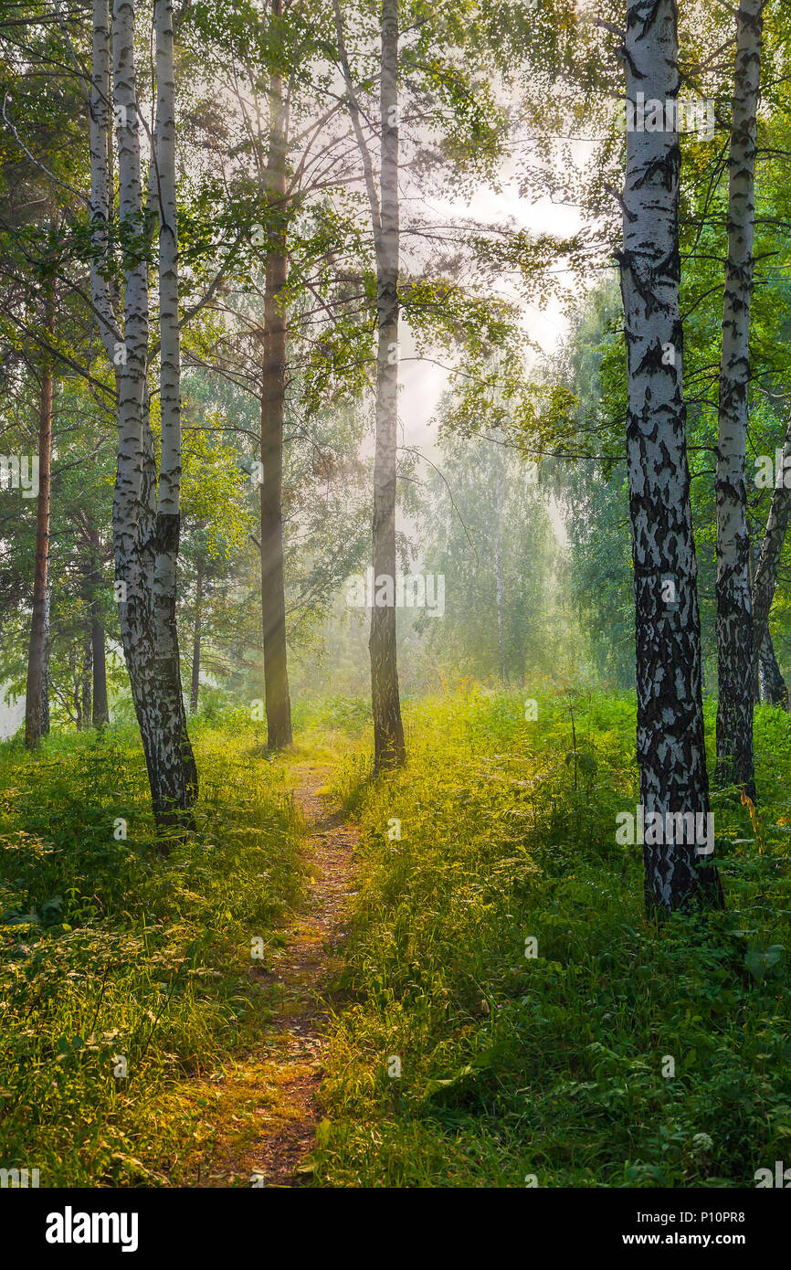 Russia Taiga Forest Stock Photos & Russia Taiga Forest Stock Images - Alamy