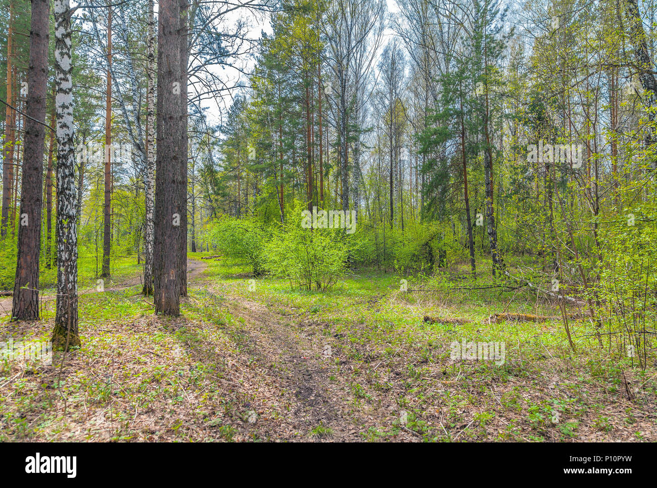 Spring in the Siberian forest Stock Photo - Alamy