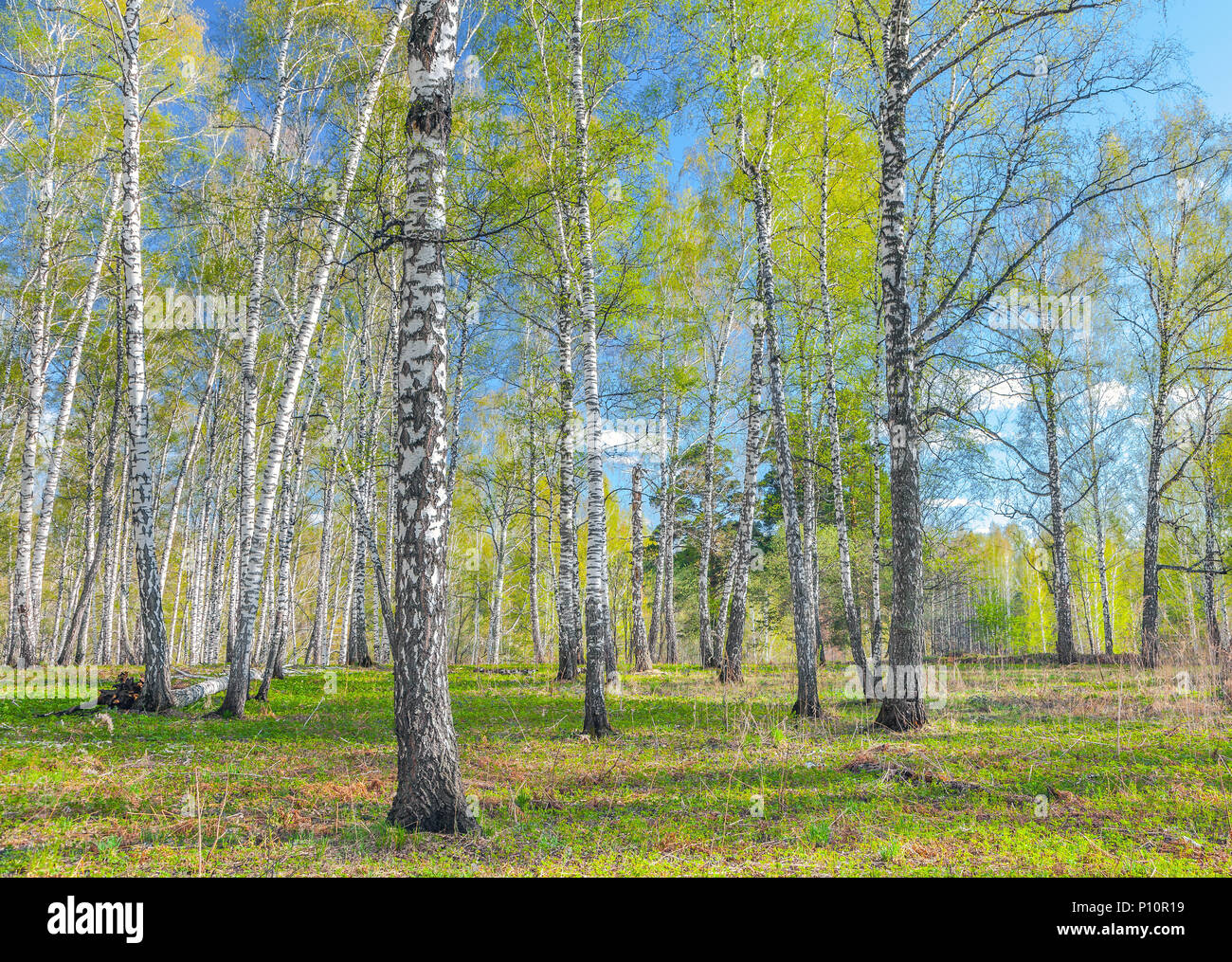 Tomsk forest hi-res stock photography and images - Alamy