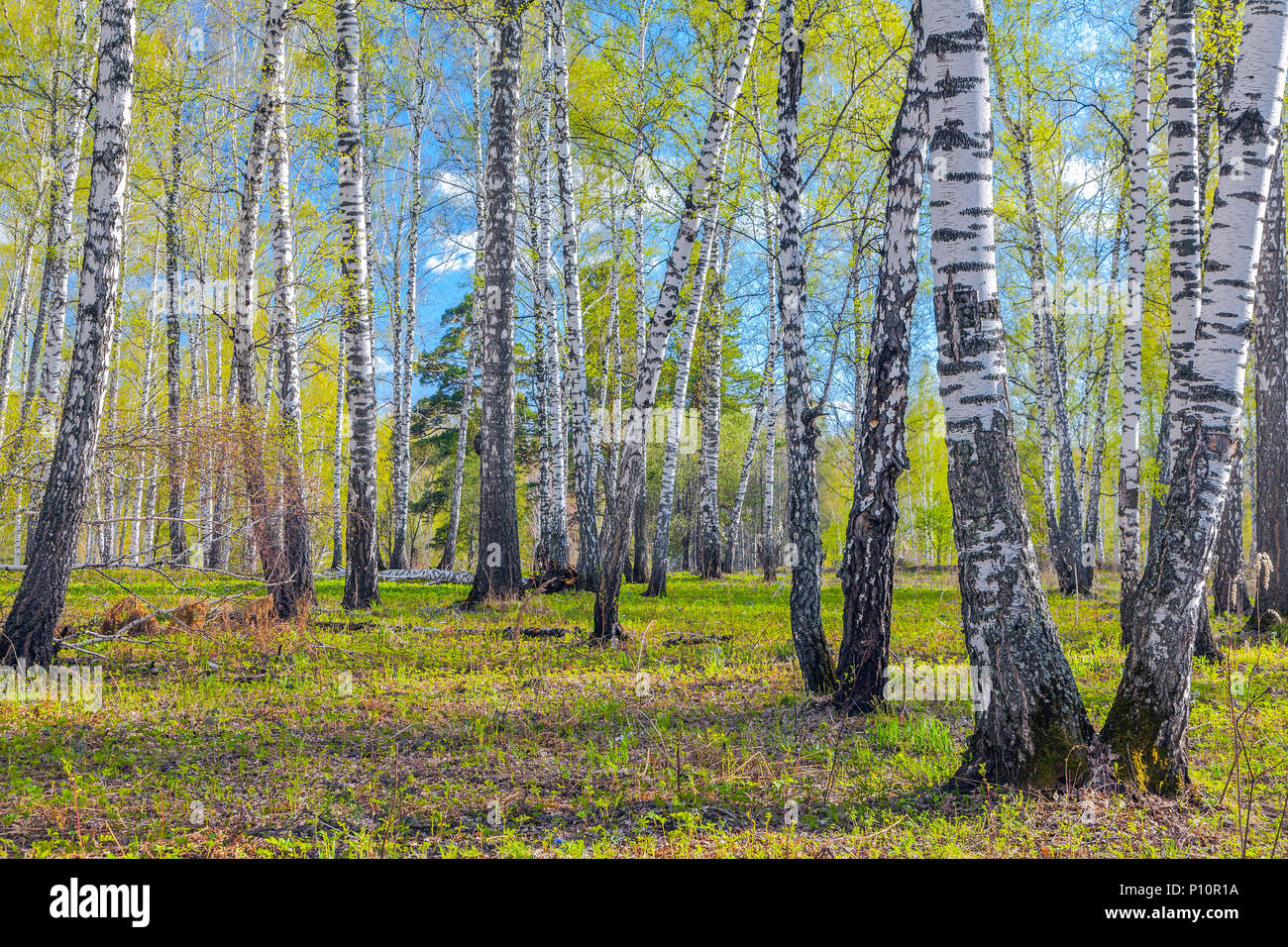 Tomsk forest hi-res stock photography and images - Alamy