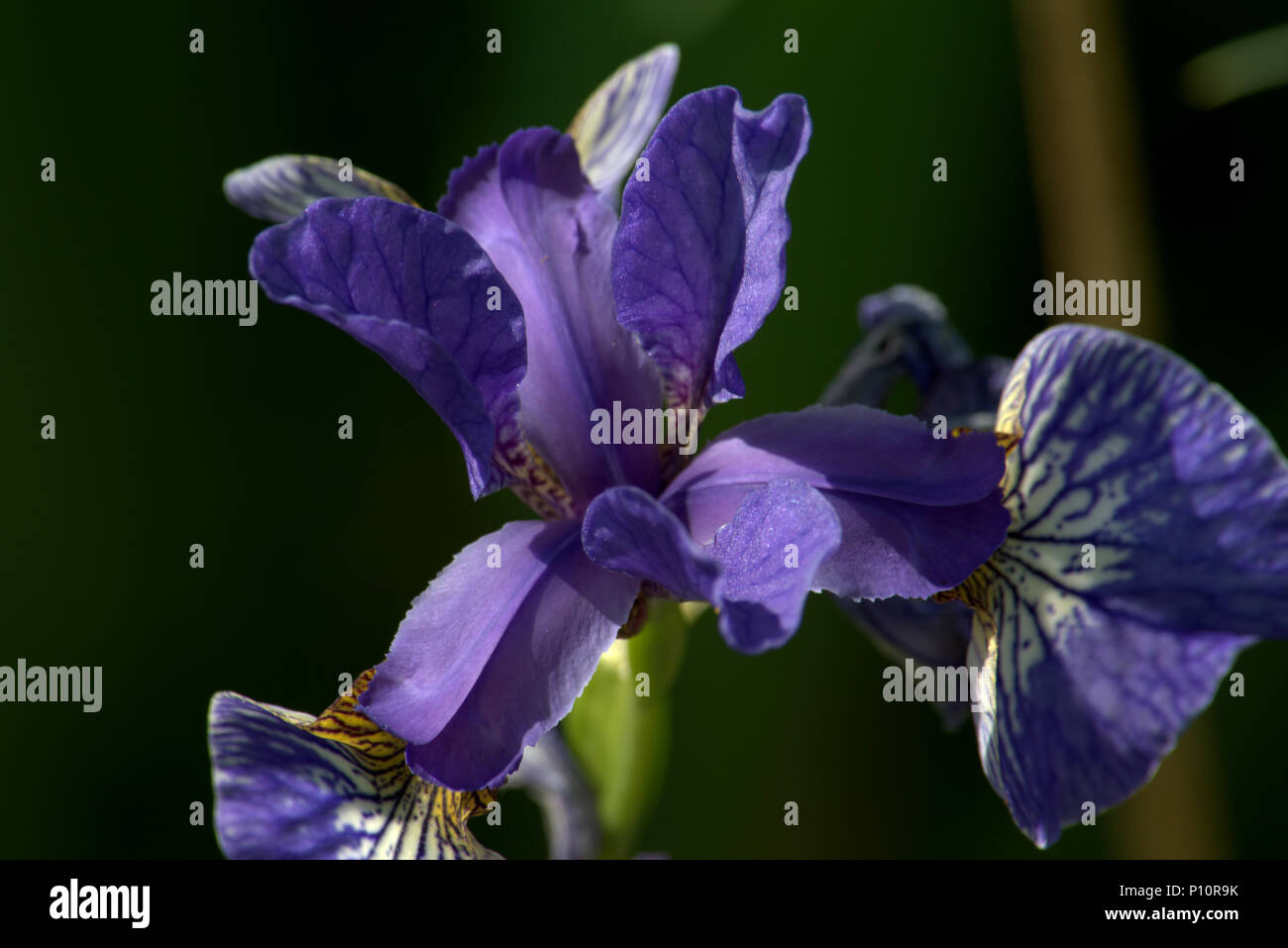 Bearded iris, Iris Sibirica, Siberian iris Stock Photo - Alamy