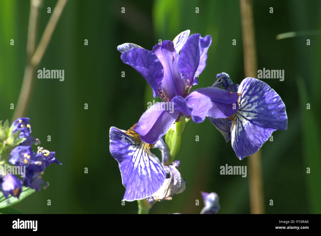 Bearded iris, Iris Sibirica, Siberian iris Stock Photo - Alamy