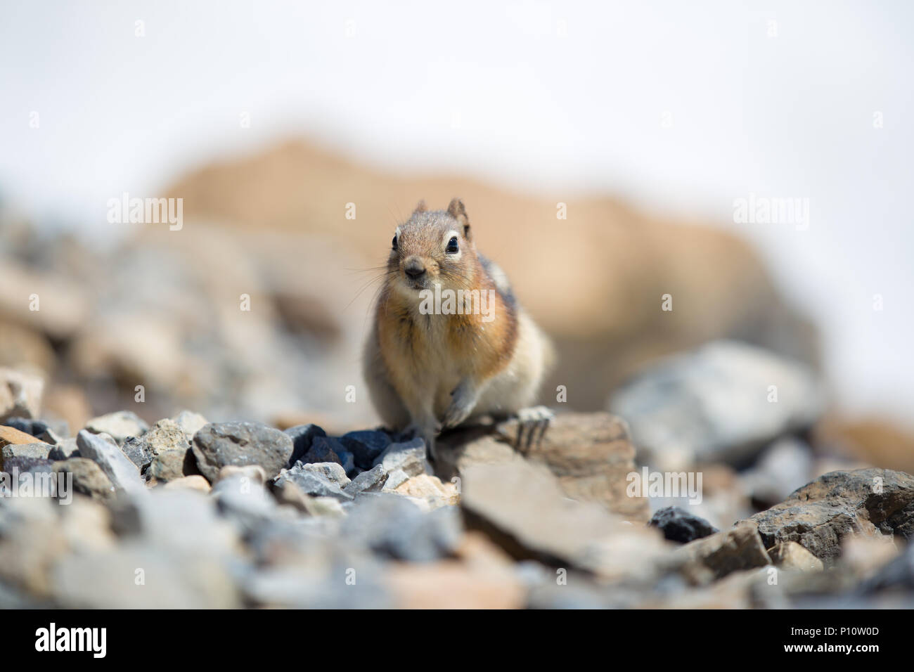 Curious squirrel in Banff National Park (Canada Stock Photo - Alamy
