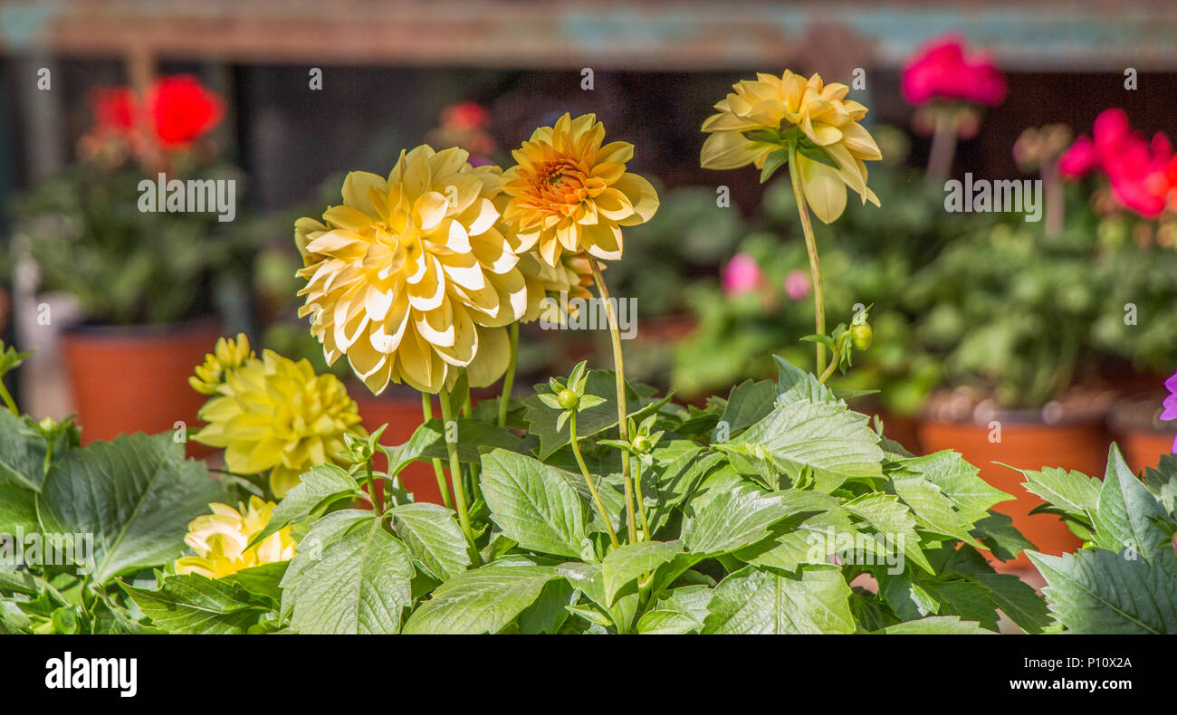 Beautiful fresh flowers as a background Stock Photo - Alamy