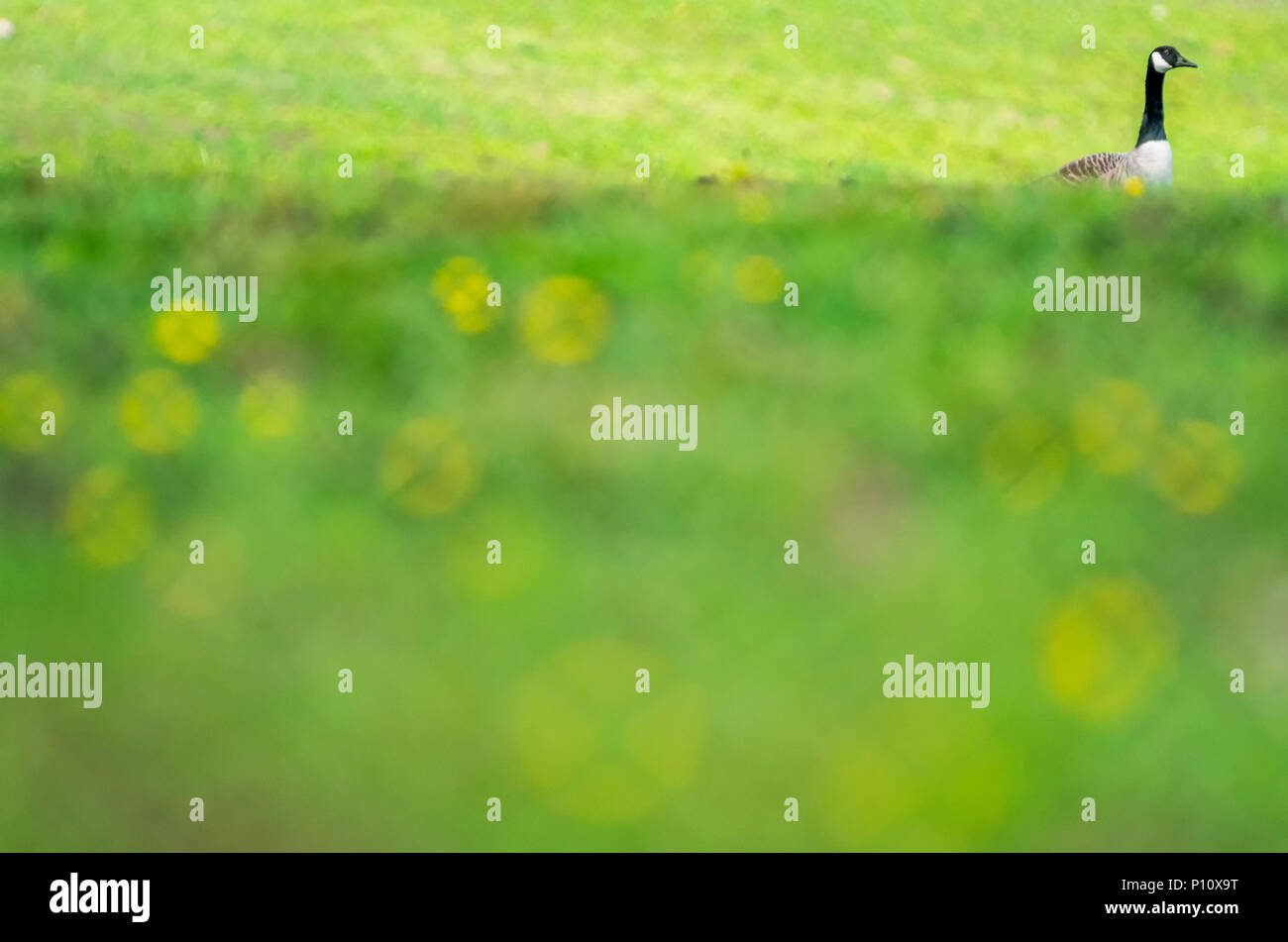 Low angle field mist hi-res stock photography and images - Alamy