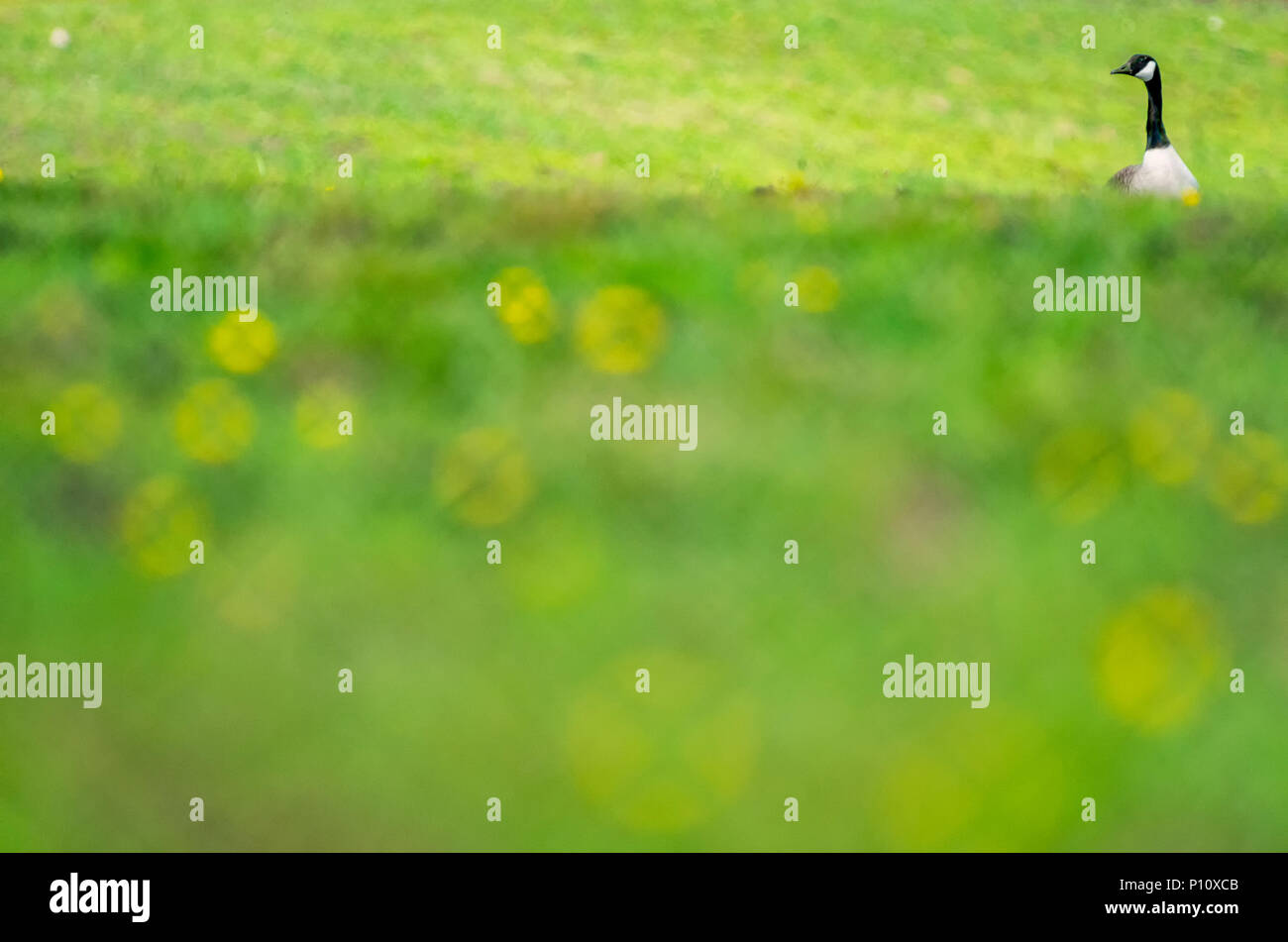 Low angle field mist hi-res stock photography and images - Alamy