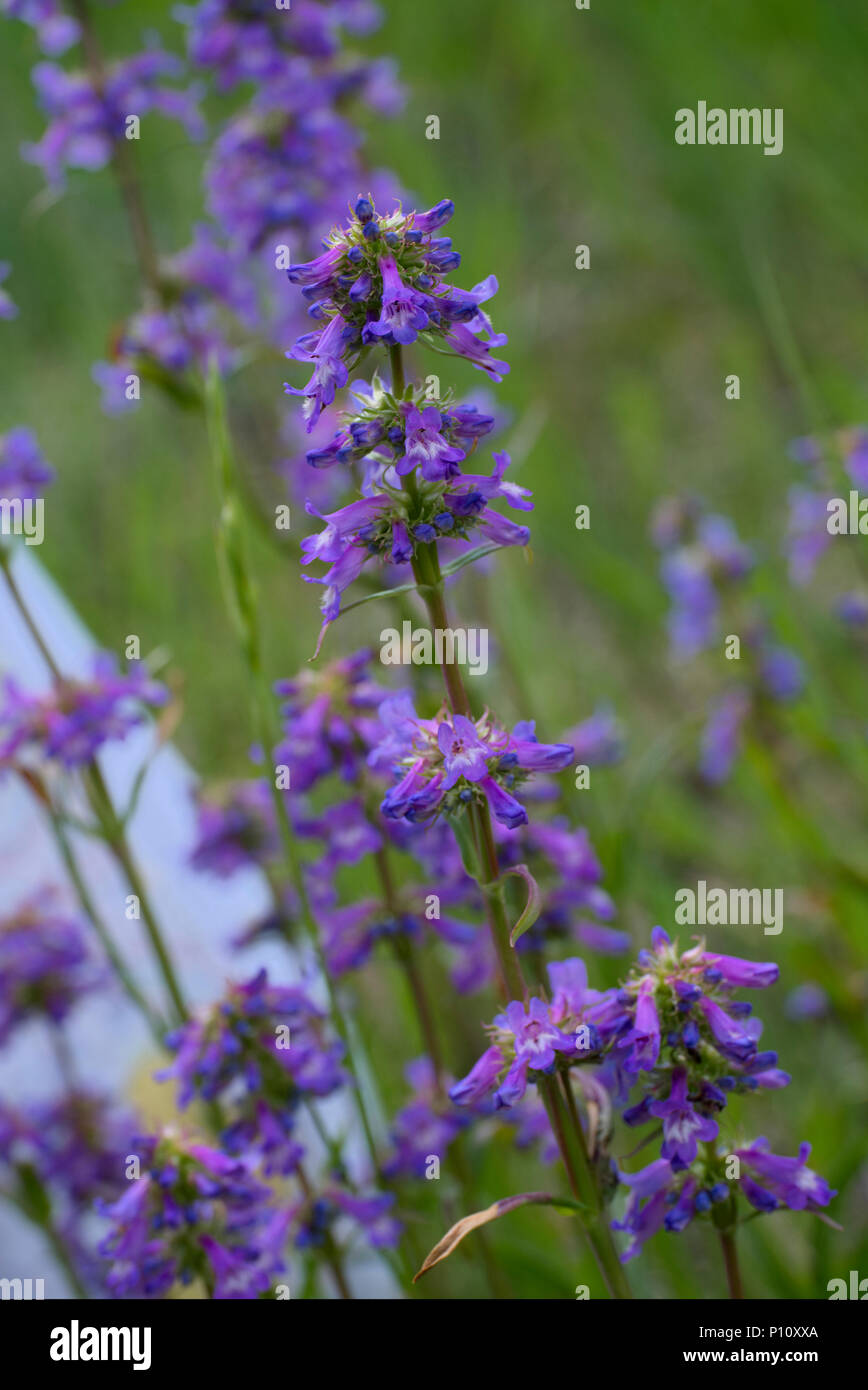 Procerus High Resolution Stock Photography and Images - Alamy