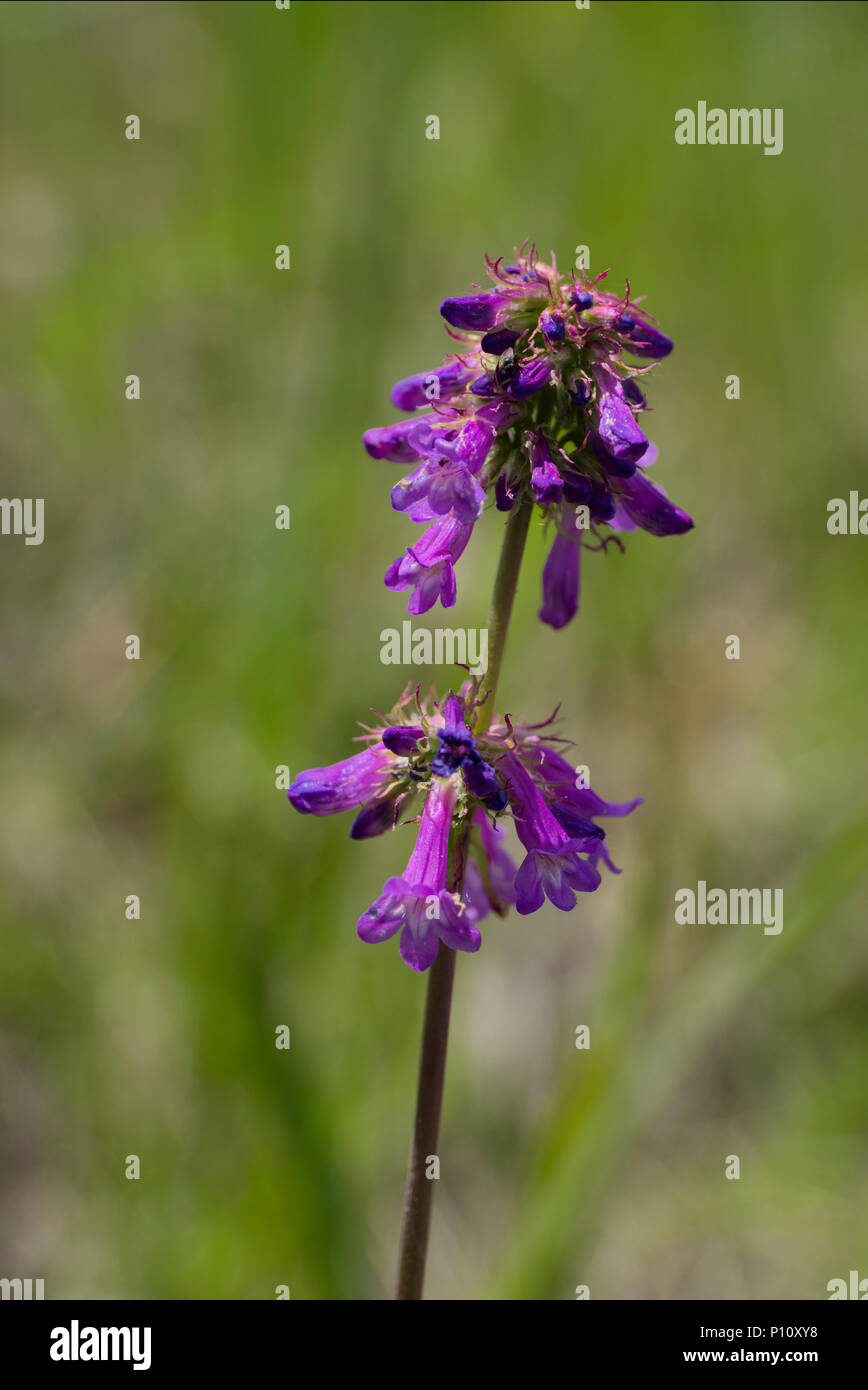 Procerus High Resolution Stock Photography and Images - Alamy