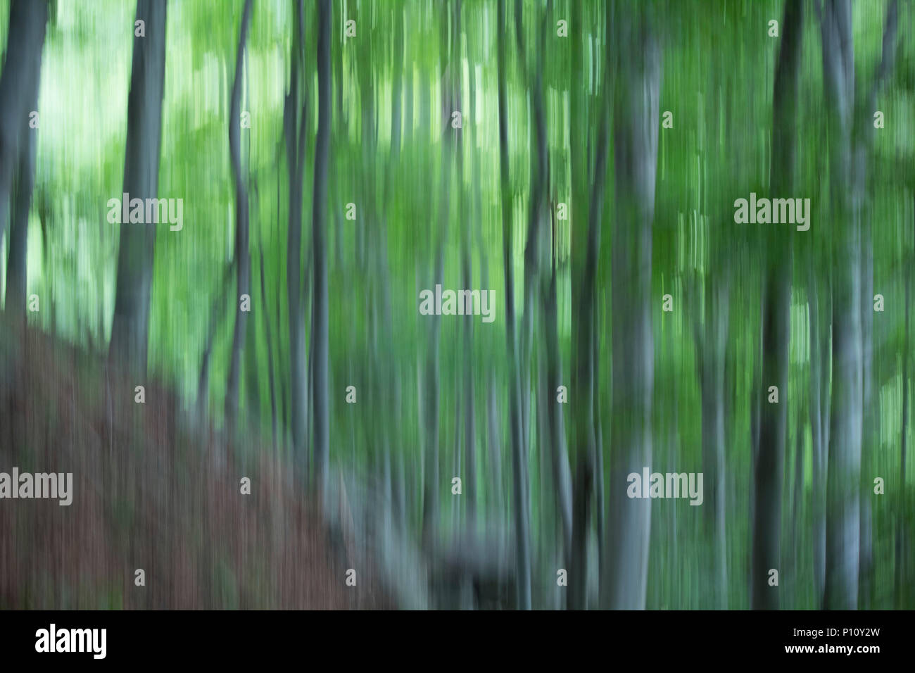 Magic forest hi-res stock photography and images - Alamy