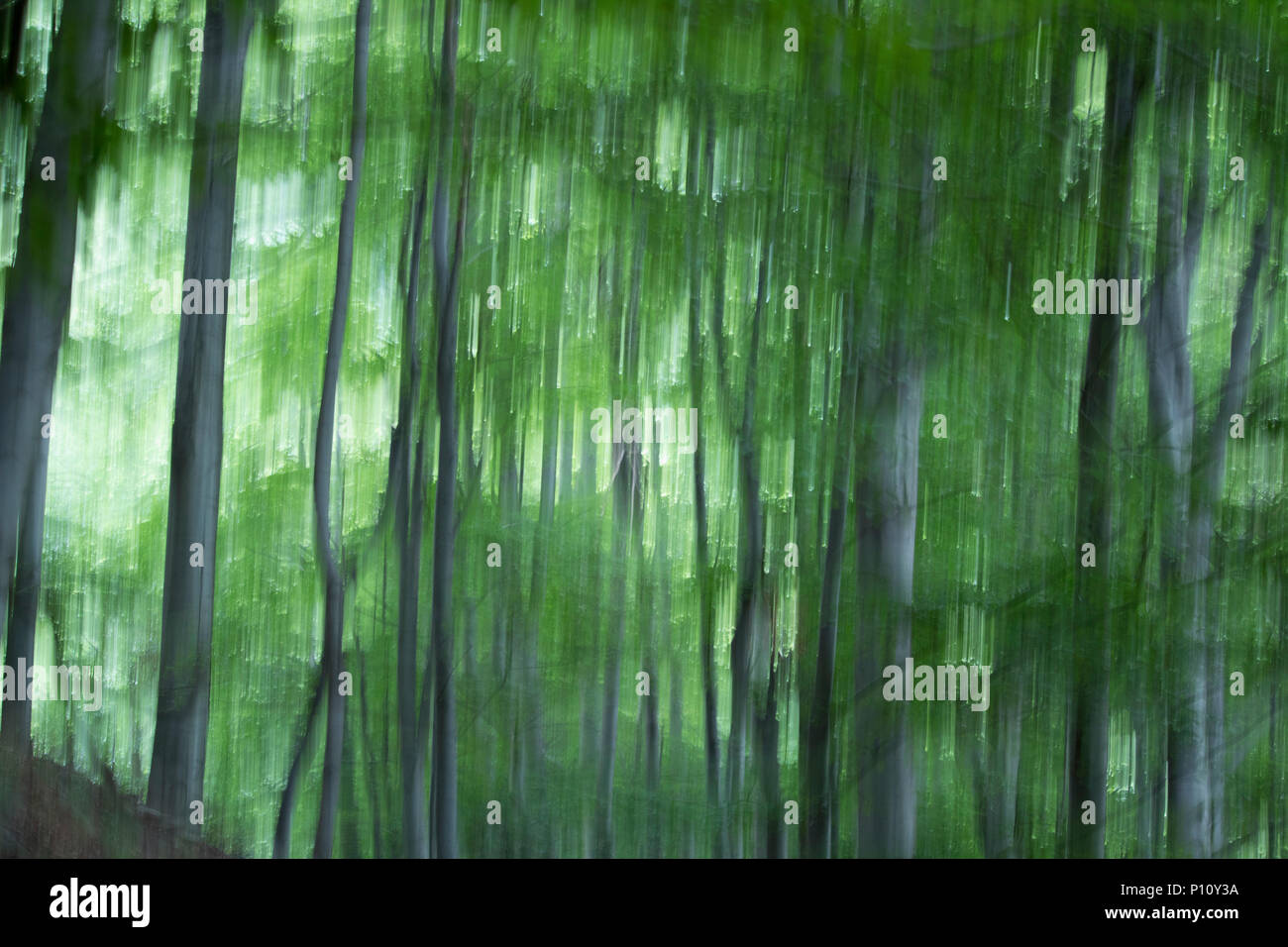 Magic forest hi-res stock photography and images - Alamy