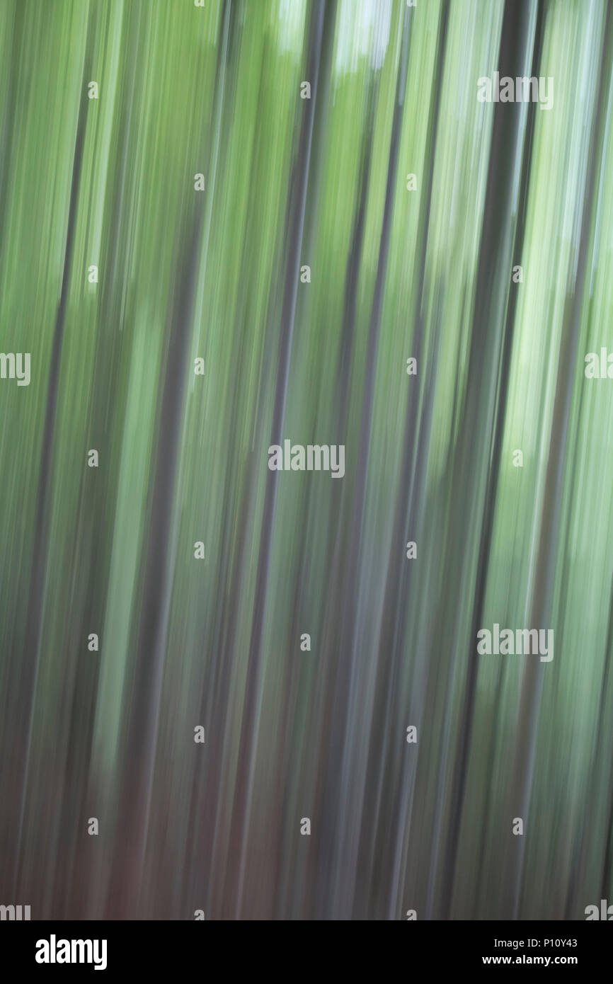 Vertical lines in nature hi-res stock photography and images - Alamy