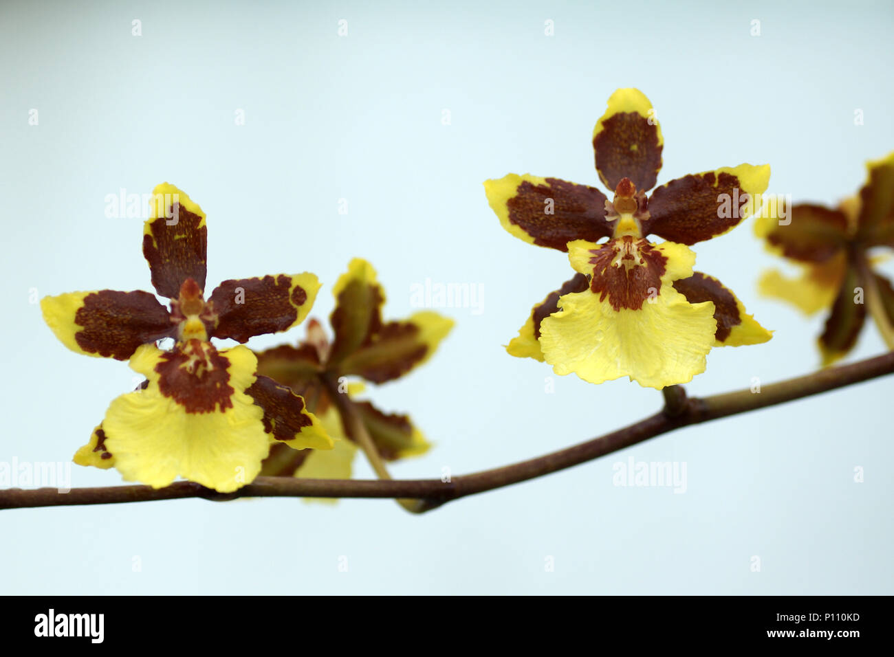 Oncidium hi-res stock photography and images - Alamy
