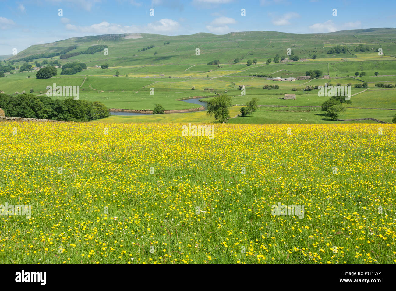 Wensleydale hay meadows and river Ure Stock Photo - Alamy