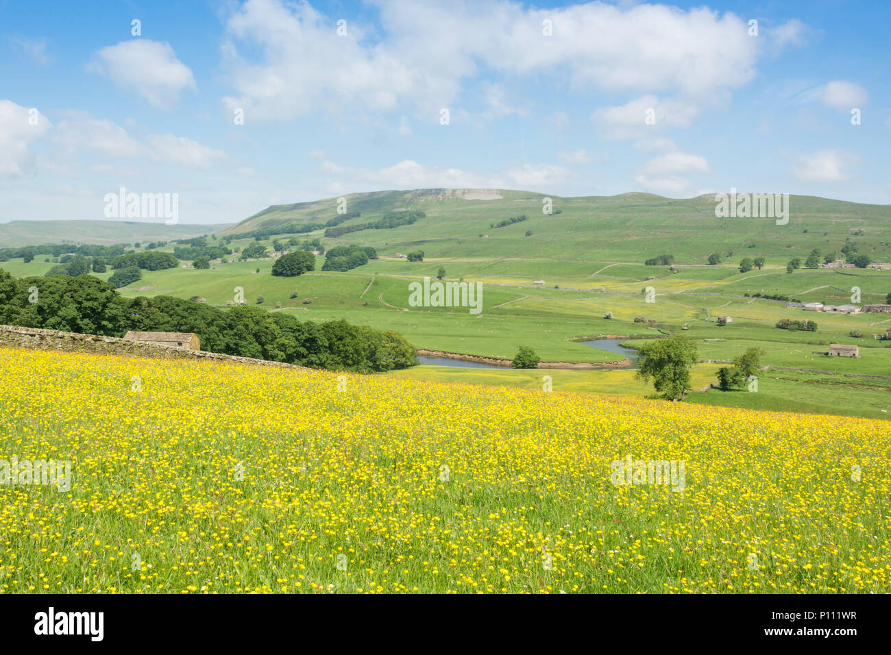 Wensleydale hay meadows and river Ure Stock Photo - Alamy