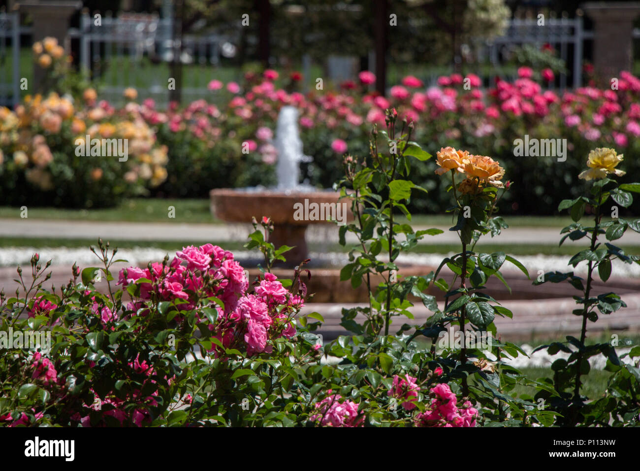 Beautiful colorful roses in a rose garden Stock Photo - Alamy