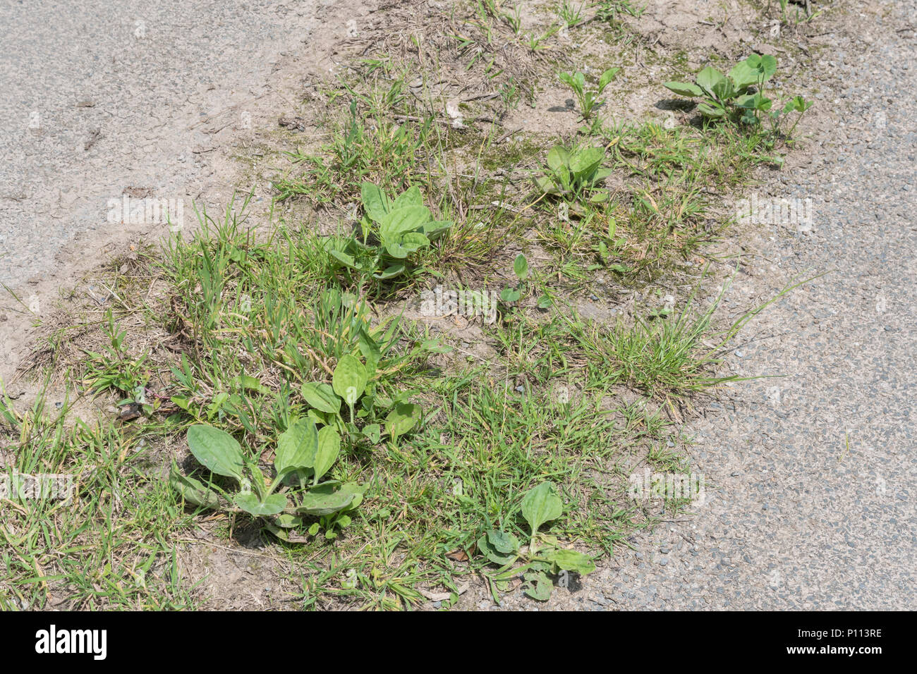 Greater Plantain / Plantago major plant growing in country lane tarmac ...
