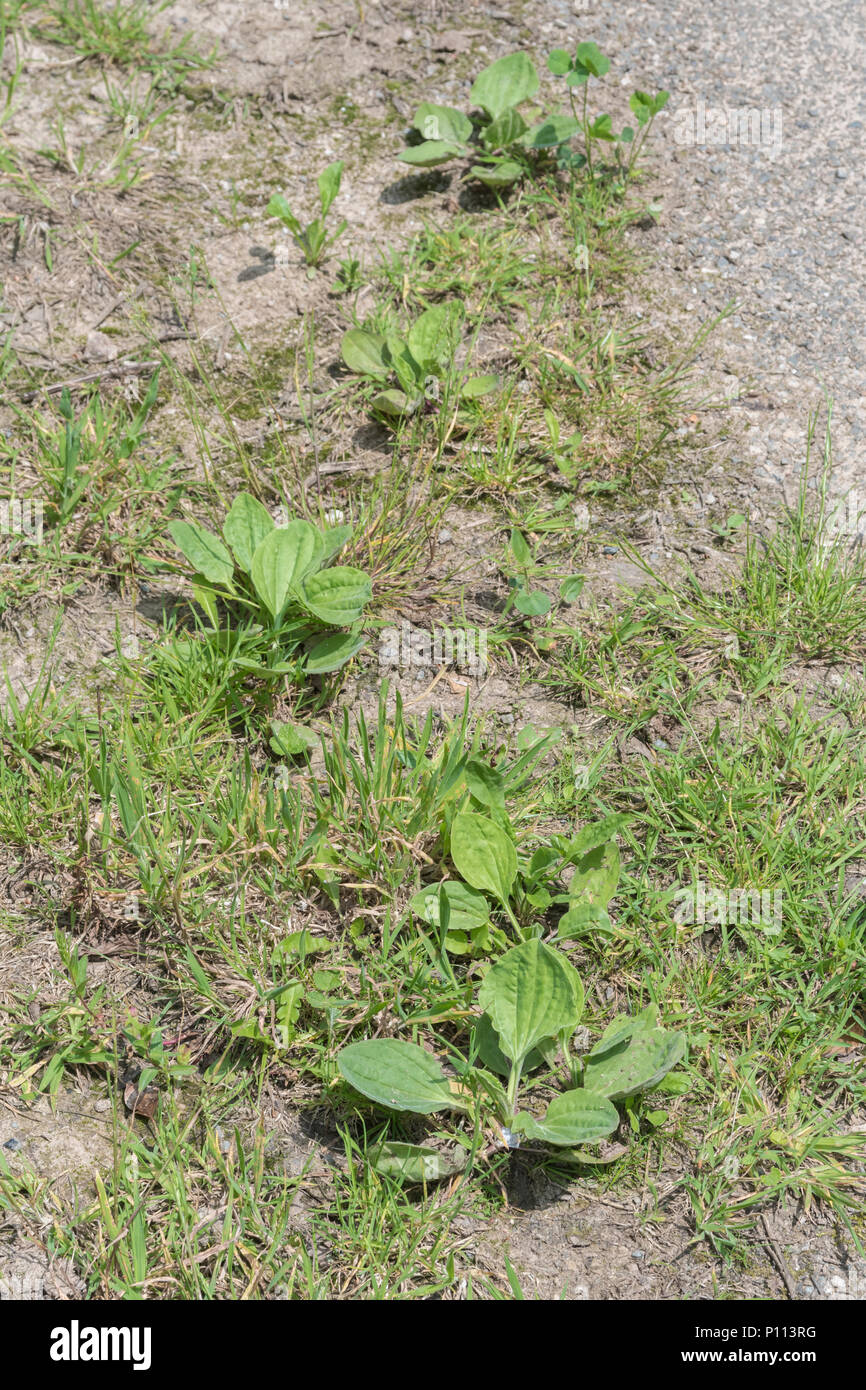 Greater Plantain / Plantago major plant growing in country lane tarmac ...