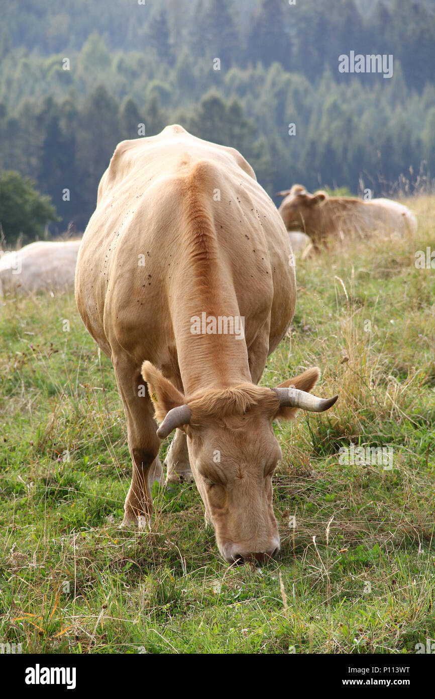 beige colored cows grazing in hill meadow Stock Photo - Alamy