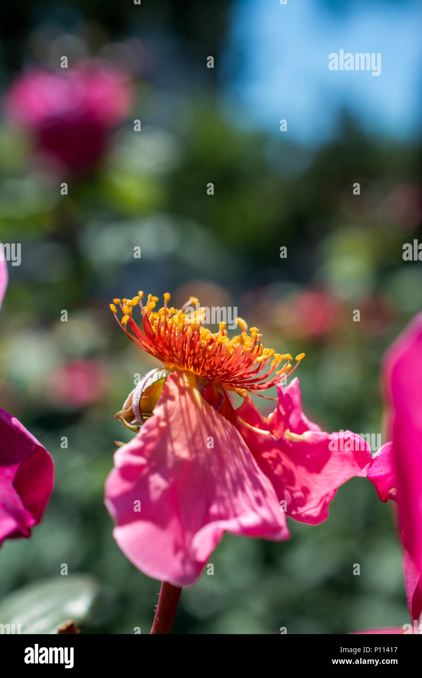 Rose flower without petals in the garden in spring Stock Photo - Alamy