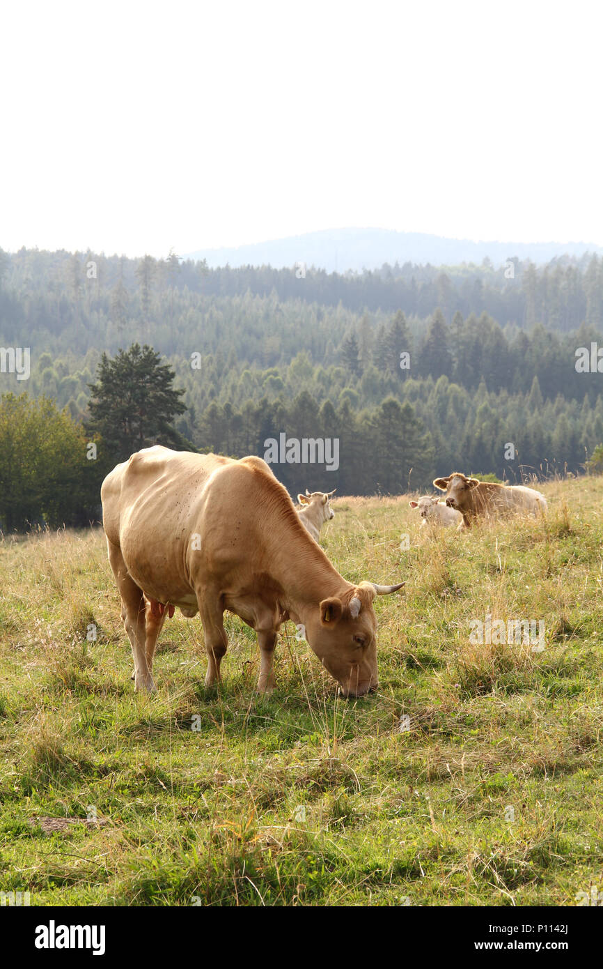 beige colored cows grazing in hill meadow Stock Photo - Alamy