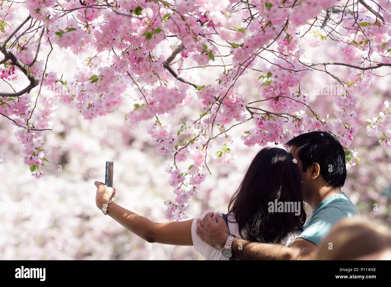 Couple taking selfie under cherry blossom trees in Kungsträdgården ...