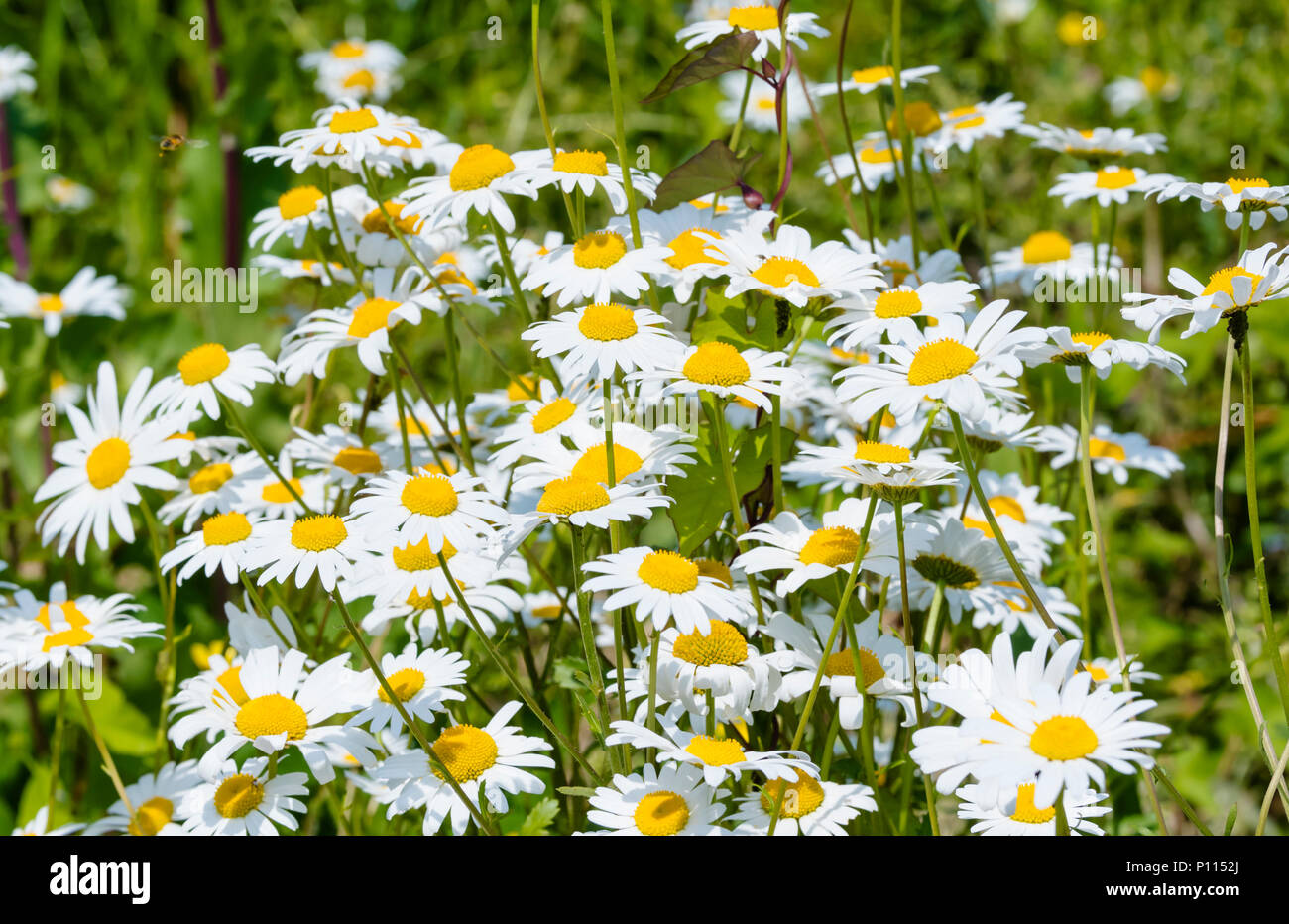 Are Oxeye Daisies Easy To Grow at Kari Gonzales blog