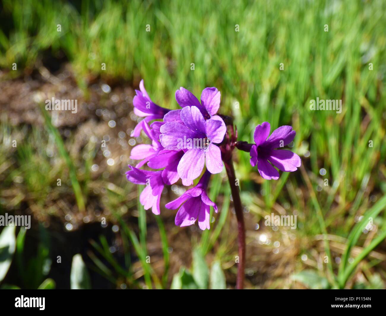 Primula deorum hi-res stock photography and images - Alamy