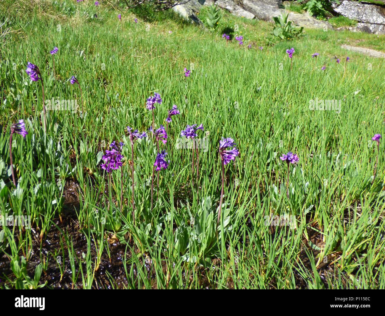 Pink purple flowers of Primula deorum / Rila primrose on the Rila ...