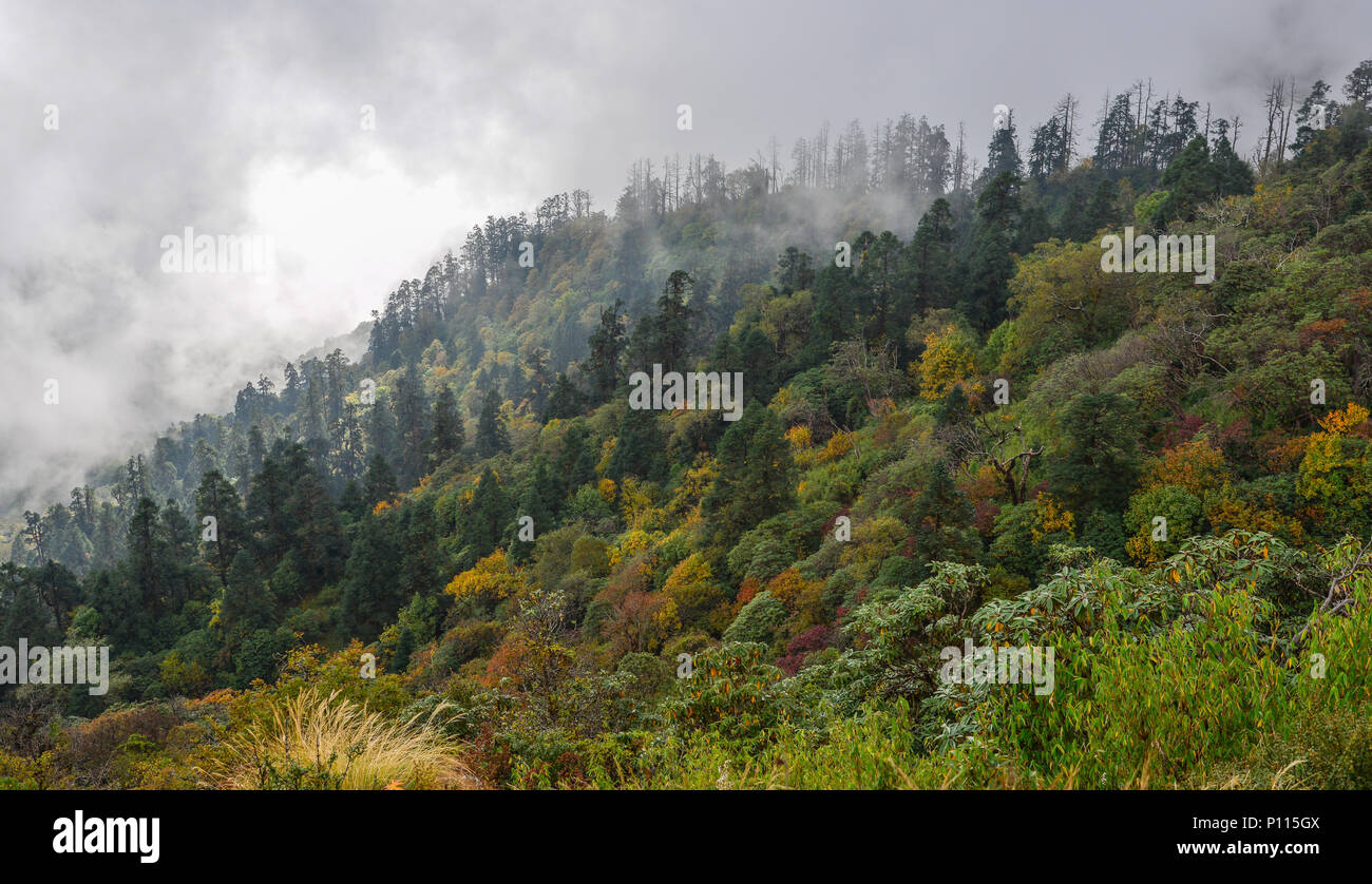 Pine trees on mountain at autumn in Khopra, Nepal Stock Photo - Alamy