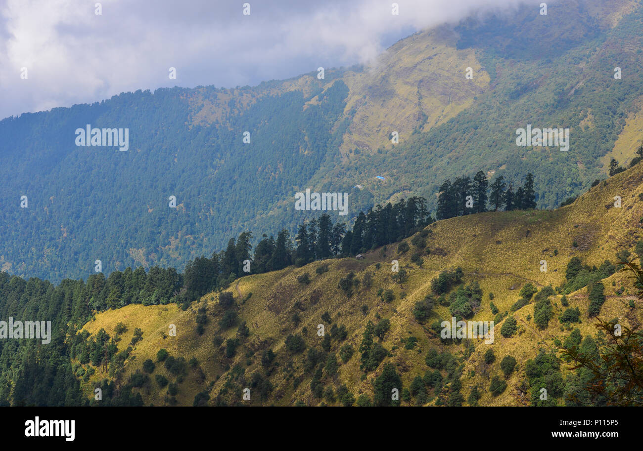 Pine trees on mountain at misty day in Pokhara, Nepal Stock Photo - Alamy