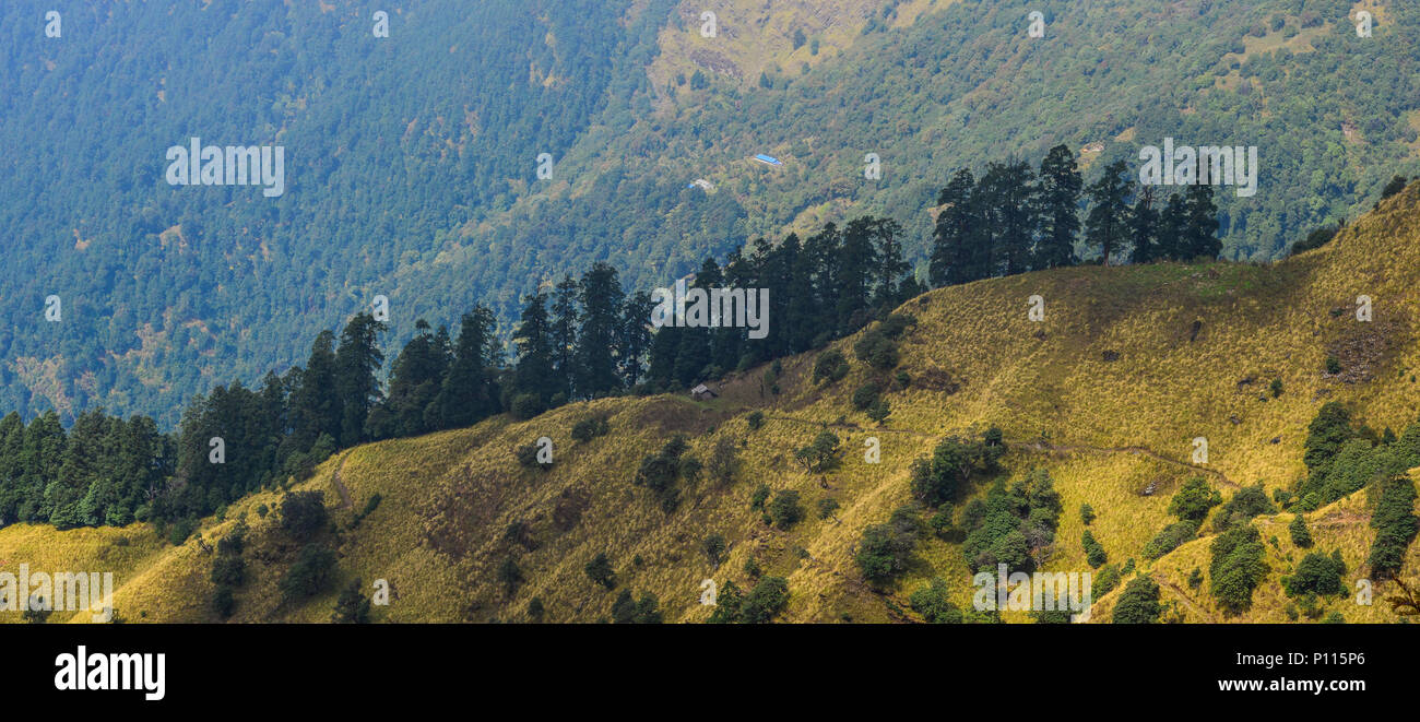 Pine trees on mountain at misty day in Pokhara, Nepal Stock Photo - Alamy