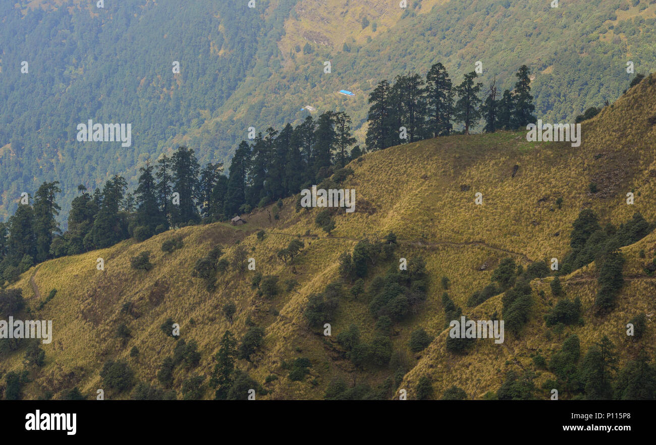 Pine trees on mountain at misty day in Pokhara, Nepal Stock Photo - Alamy
