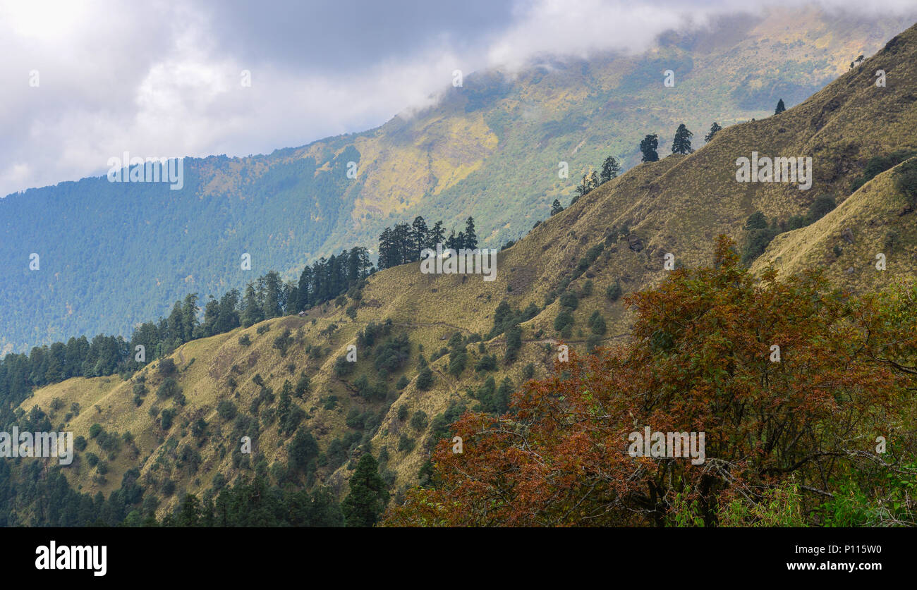 Pine trees on mountain at misty day in Pokhara, Nepal Stock Photo - Alamy