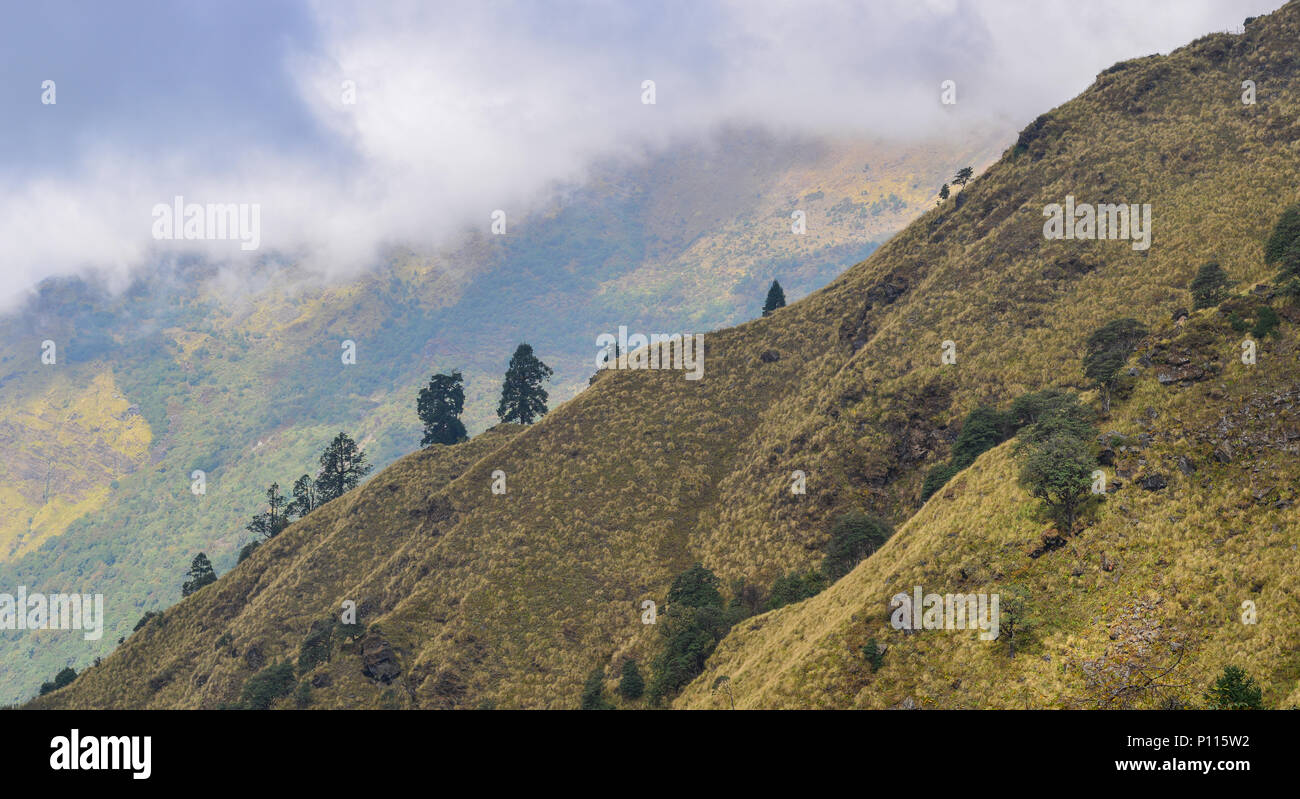 Pine trees on mountain at misty day in Pokhara, Nepal Stock Photo - Alamy