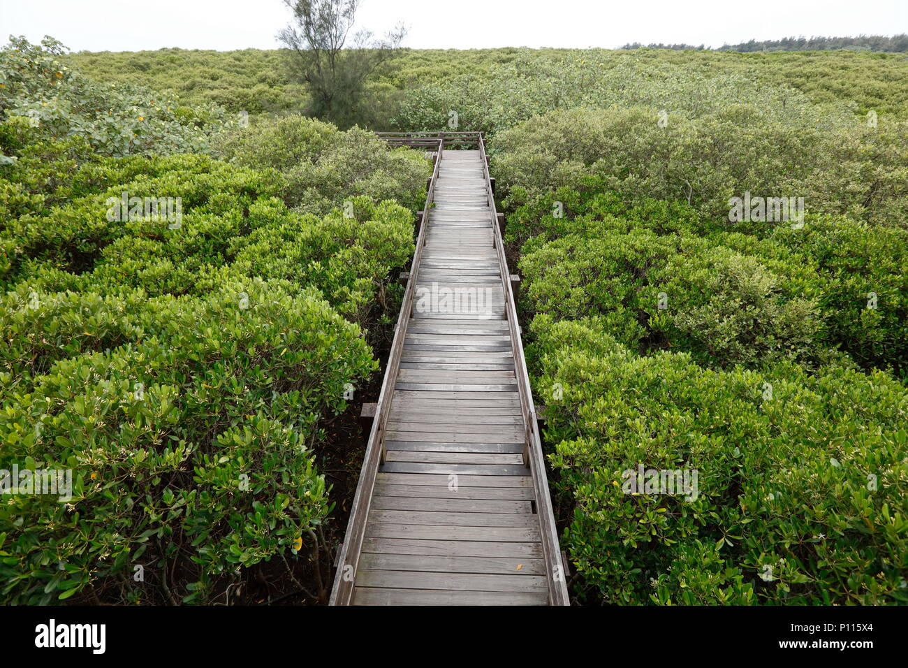 The path built between Mangrove forest for people's visit Stock Photo ...