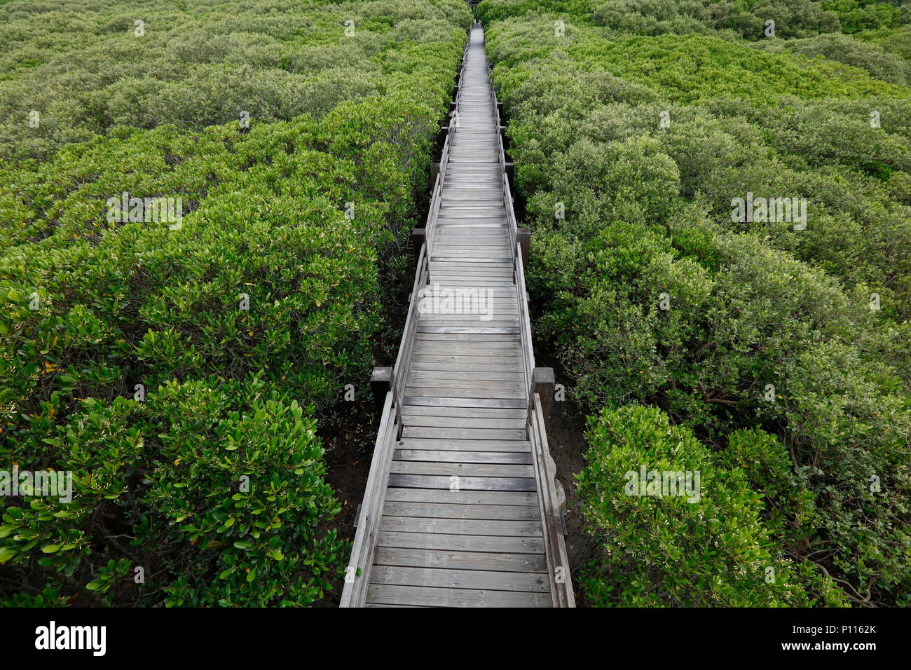 The path built between Mangrove forest for people's visit Stock Photo ...