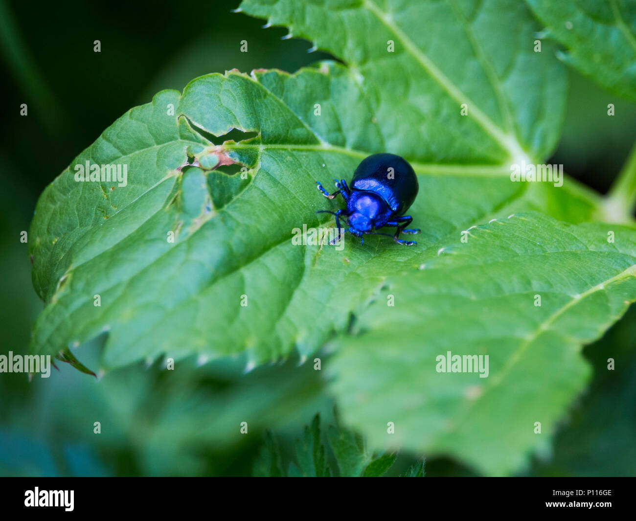 Beautiful beetle hi-res stock photography and images - Alamy