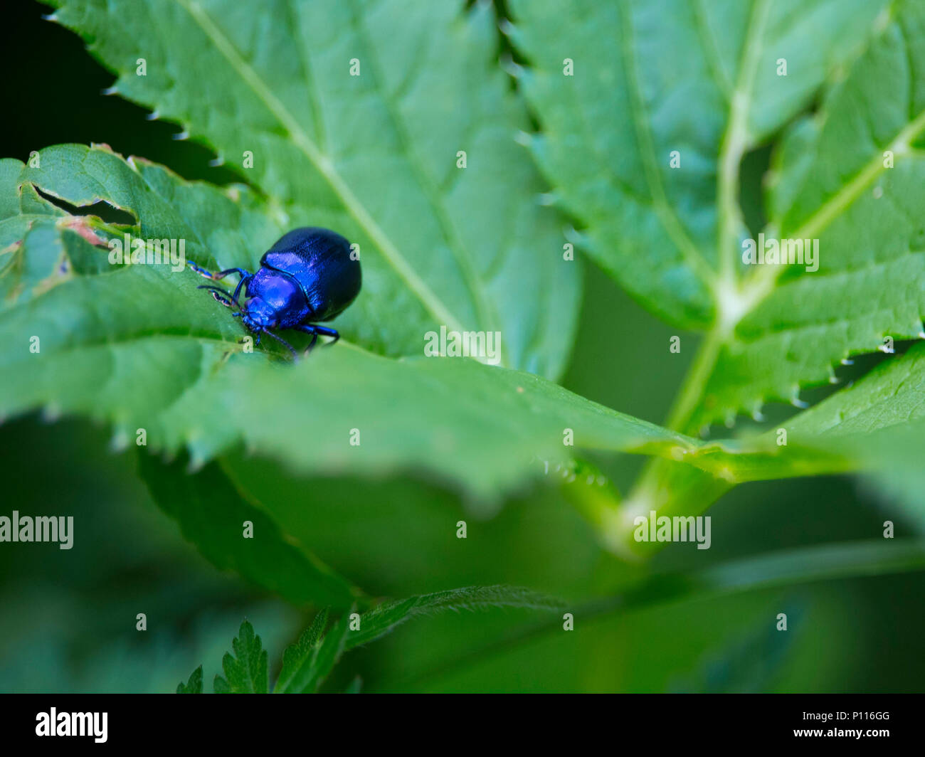 Beautiful beetle hi-res stock photography and images - Alamy